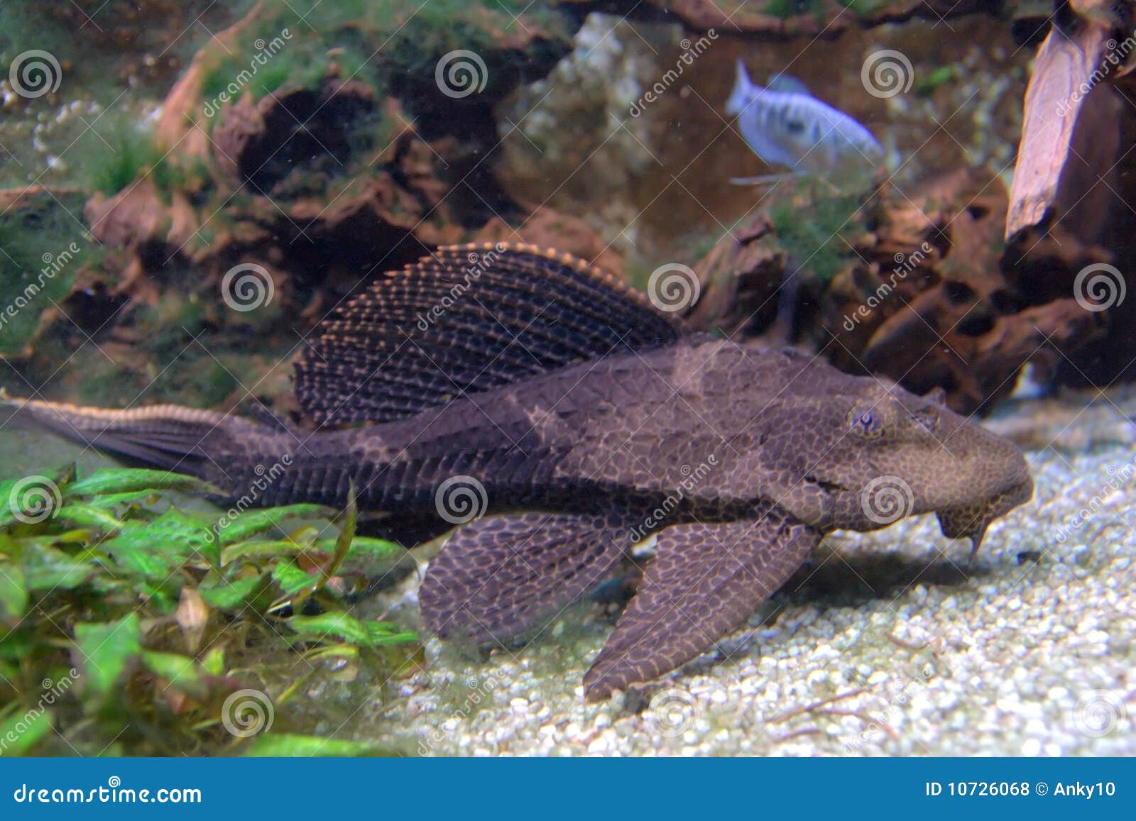 Pterygoplichthys Pardalis Catfish Stock Photo - Image of side, aquatic ...