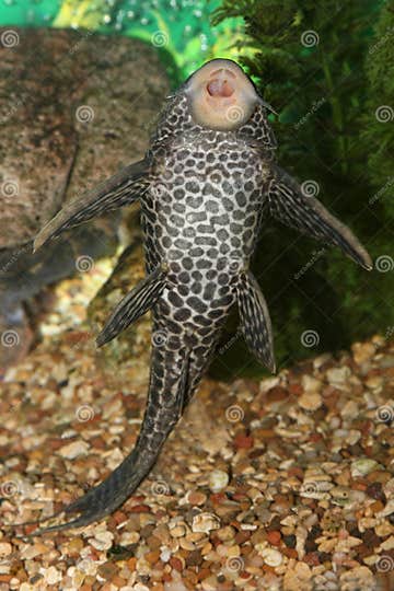 Plecostumus fish. stock photo. Image of silver, aquarium - 4369058