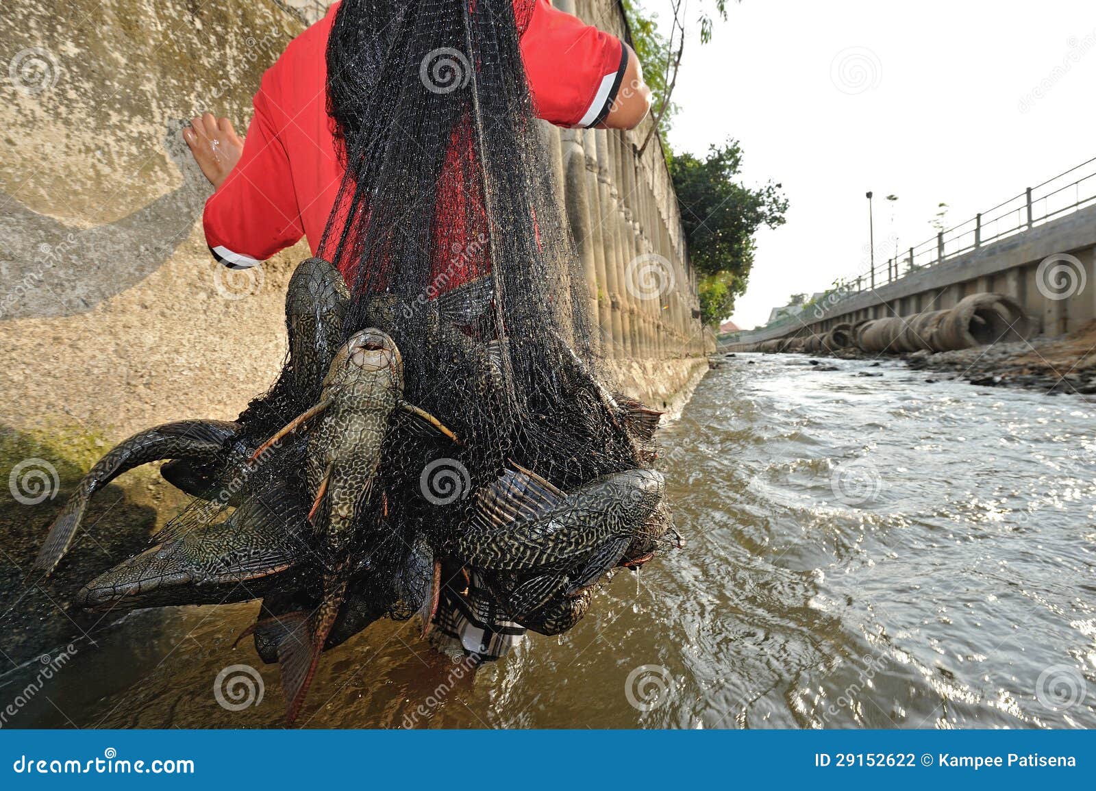 Plecostumus Fish (sucker Fish) Outbreak in River, Thailand. Stock Photo ...