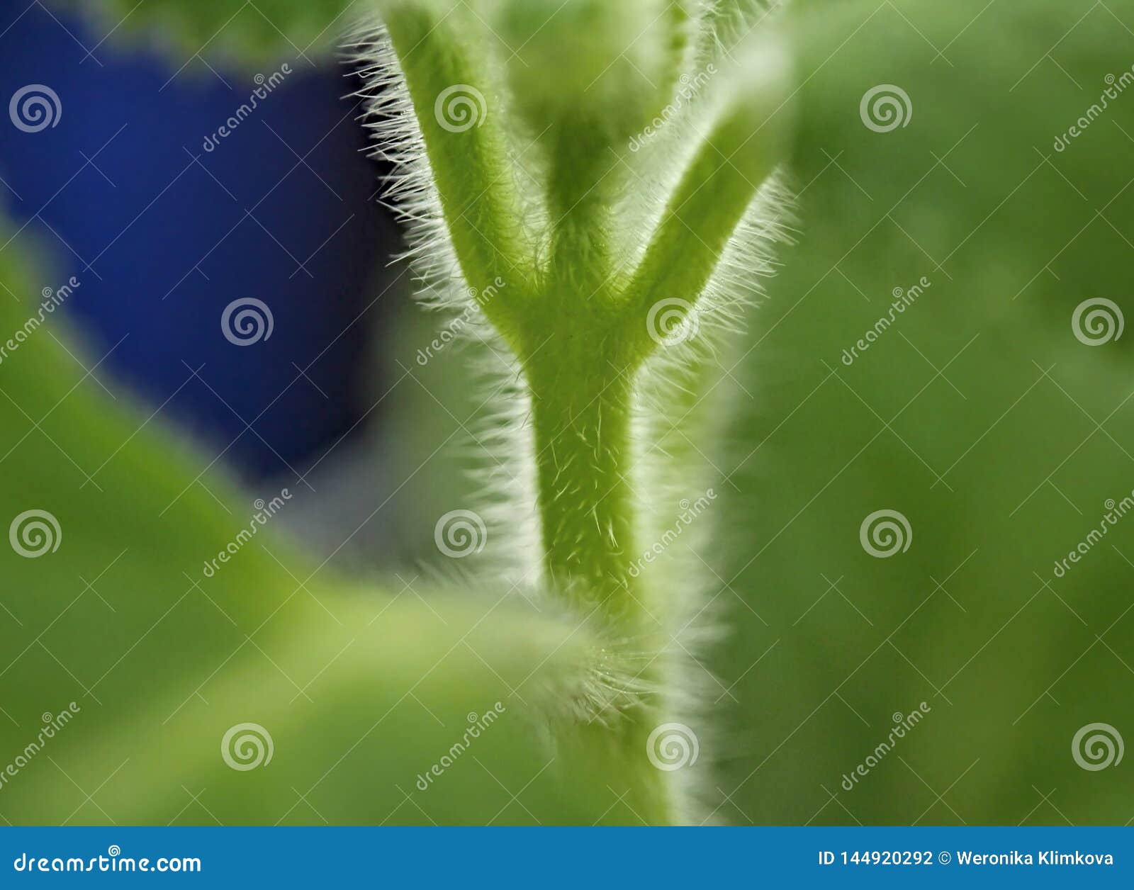 Plectranthus argentatus stock photo. Image of background - 144920292