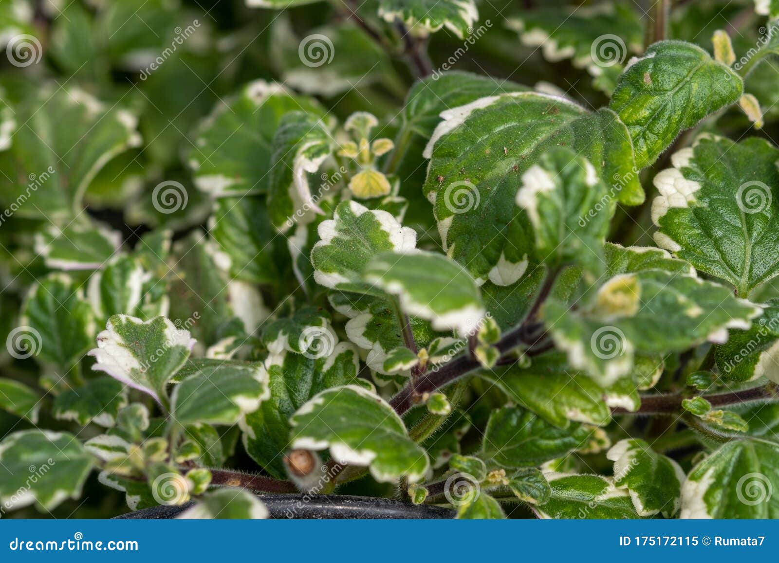 Plectranthus Spurflower is Grown at the Nursery Stock Image - Image of ...