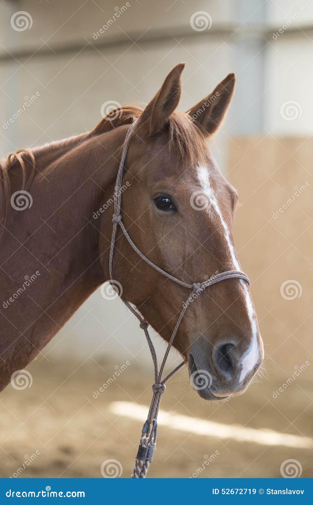 Plein-visage de cheval image stock. Image du purebred - 52672719