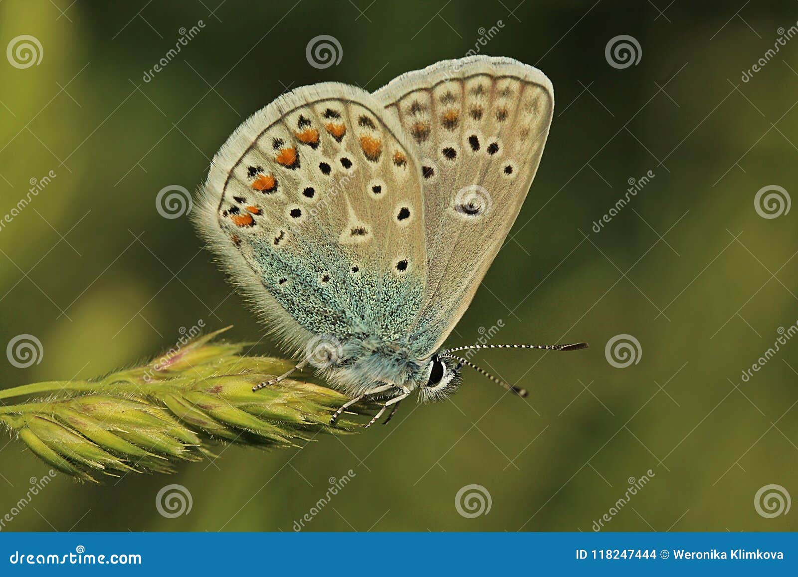 Plejebus optilete stock photo. Image of nature, macro - 118247444