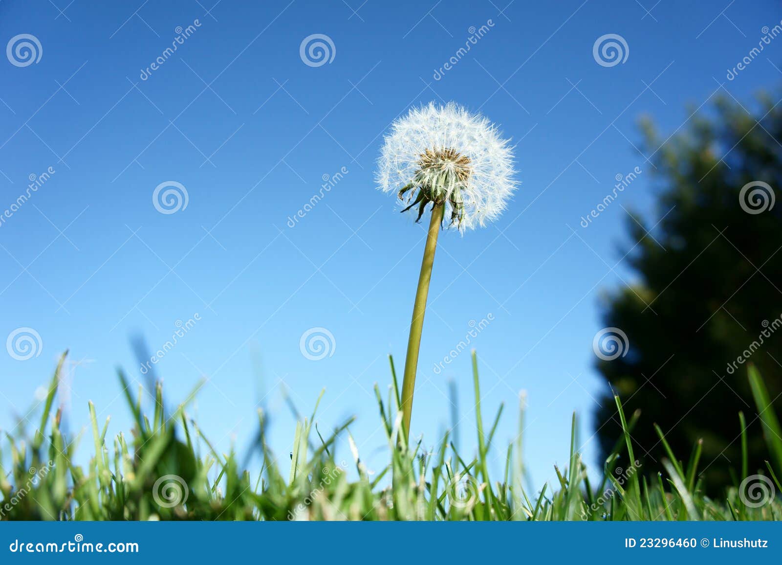 Plentiful Dandelion stock photo. Image of blurred, simple - 23296460
