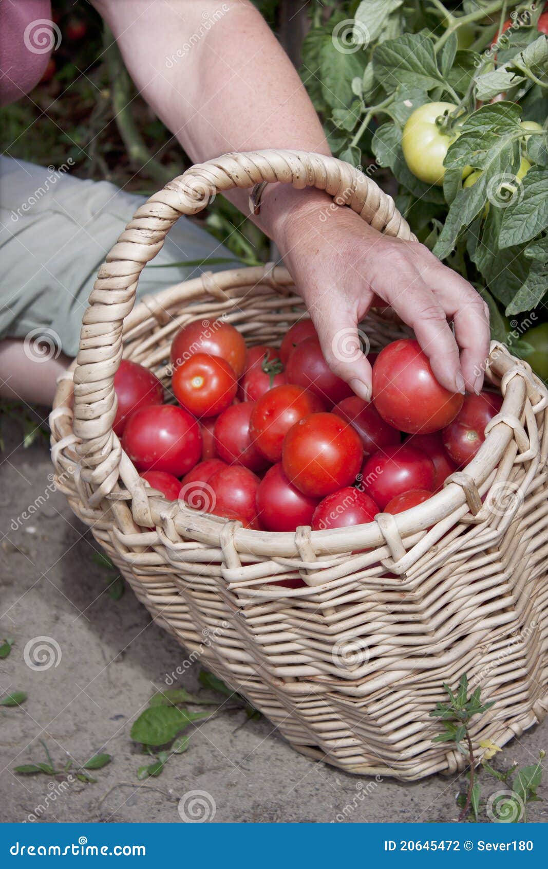 Plentiful Fructification Of Tomatoes Stock Photo - Image of bush, plant ...