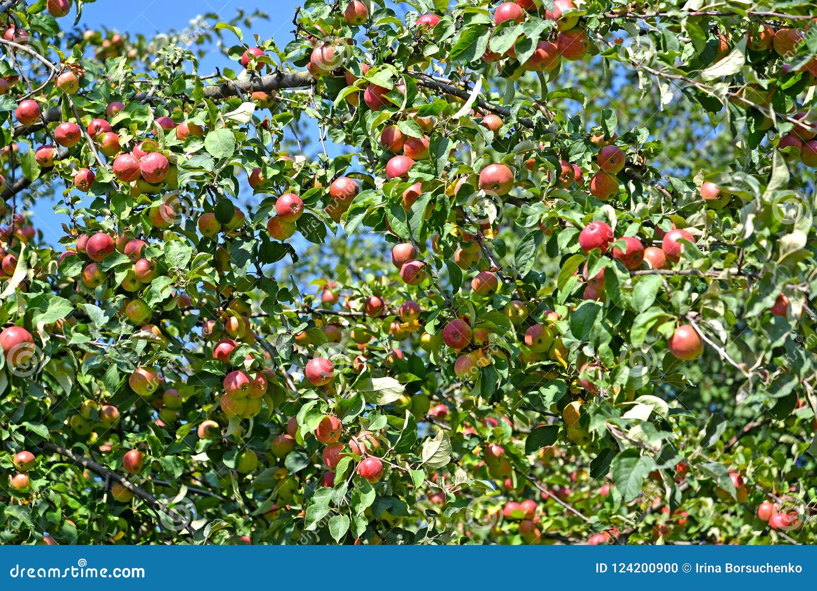 Plentiful Harvest of Apples on a Tree Malus Domestica Stock Photo ...