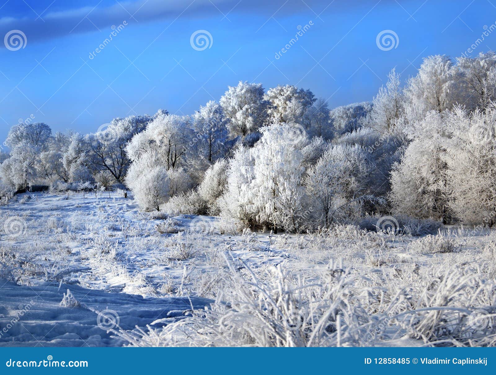 Plentiful Hoarfrost on Branches of Trees Stock Image - Image of season ...