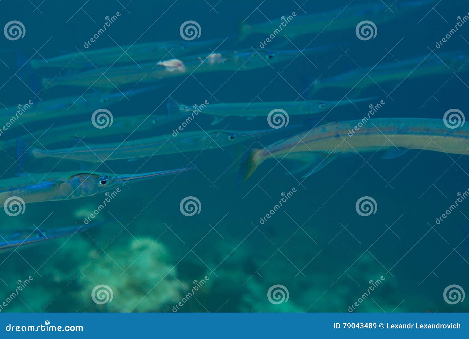 Plenty of Barracuda Fish in the Indian Ocean at Maldives Stock Image ...