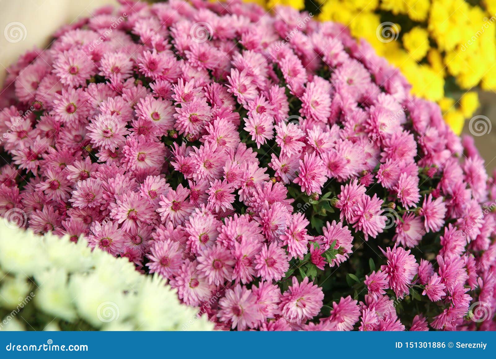 Plenty of Beautiful Flowers Stock Photo - Image of beautiful, flora ...