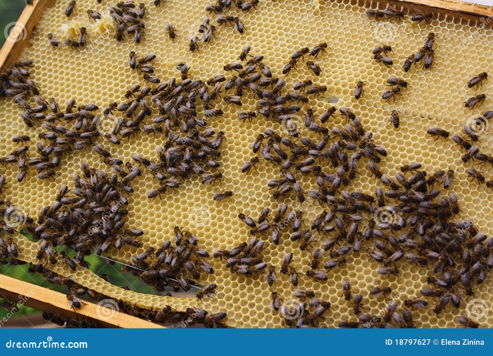 Plenty of bees behind work stock image. Image of dessert - 18797627