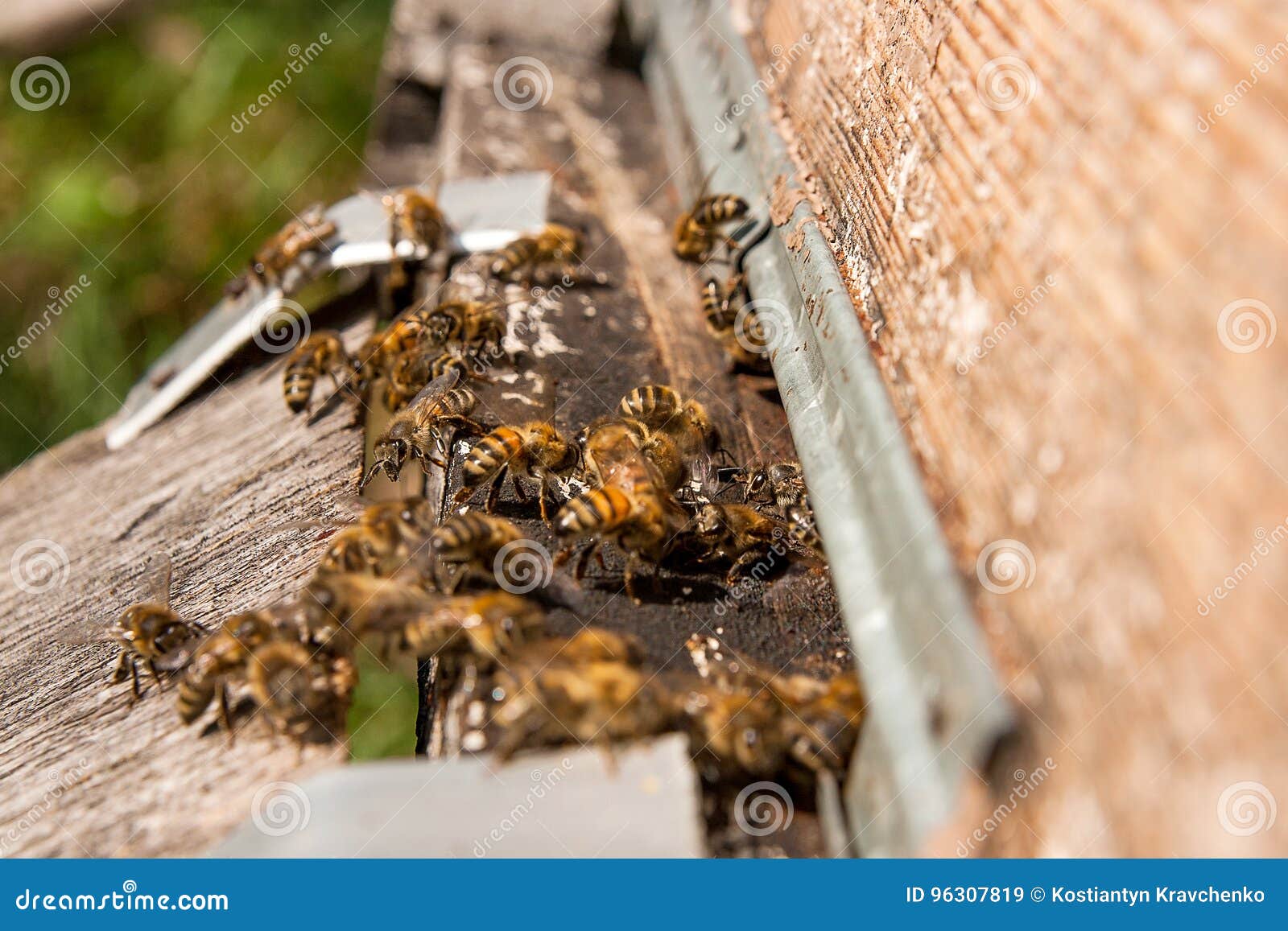 Entrance Of A Beehive From A Farm In Sic Village, Transylvania, Romania ...
