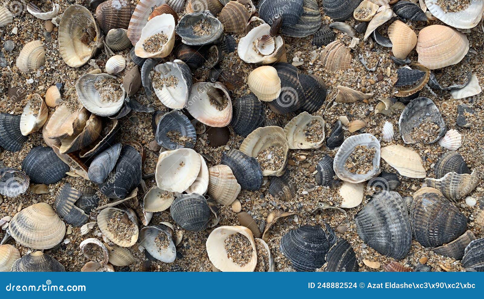 Plenty Colorful Shells on the Sand Stock Photo - Image of mollusk ...