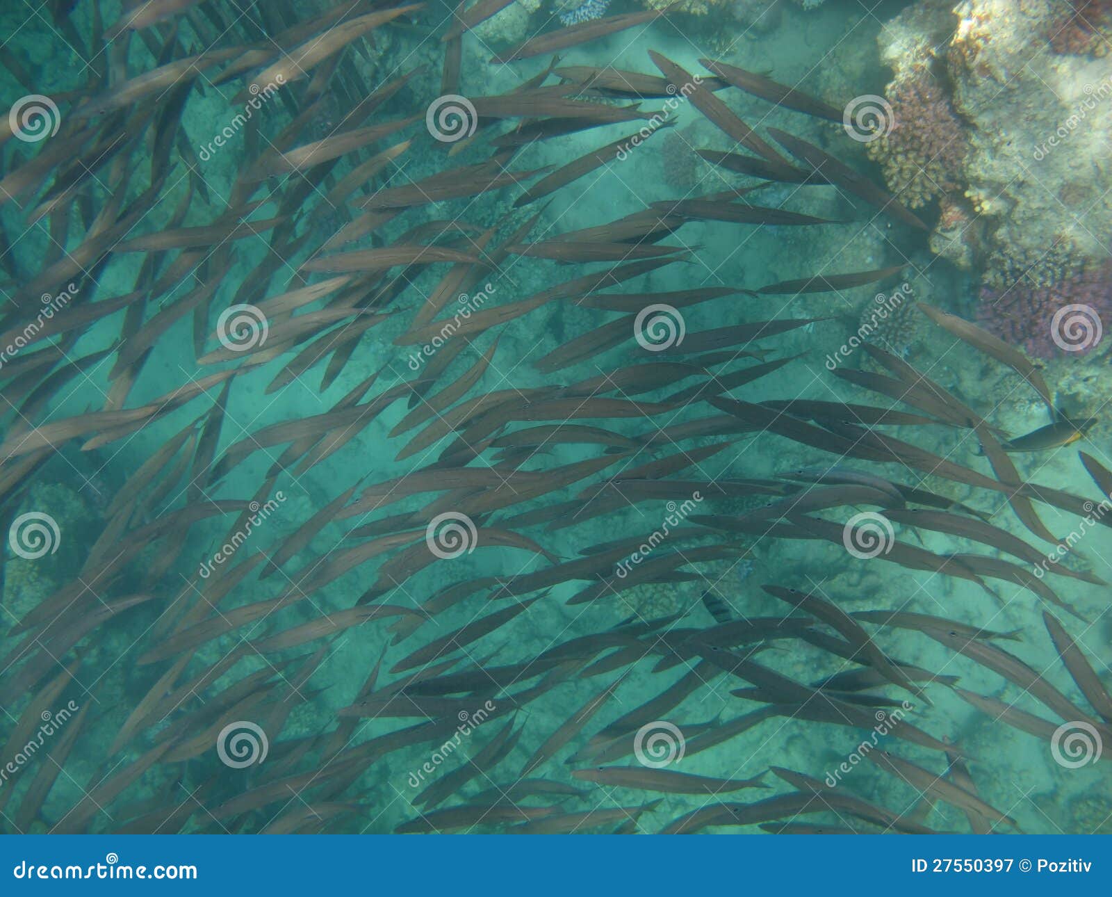 Plenty of fish stock image. Image of blue, shoal, hunting - 27550397