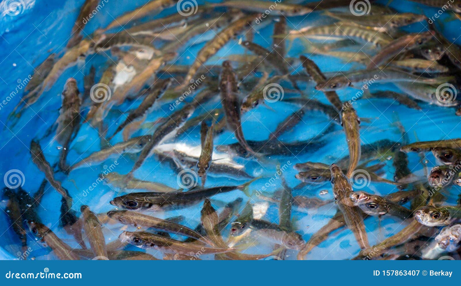 Plenty of Fish in the Aquarium Stock Image - Image of nature, natural ...