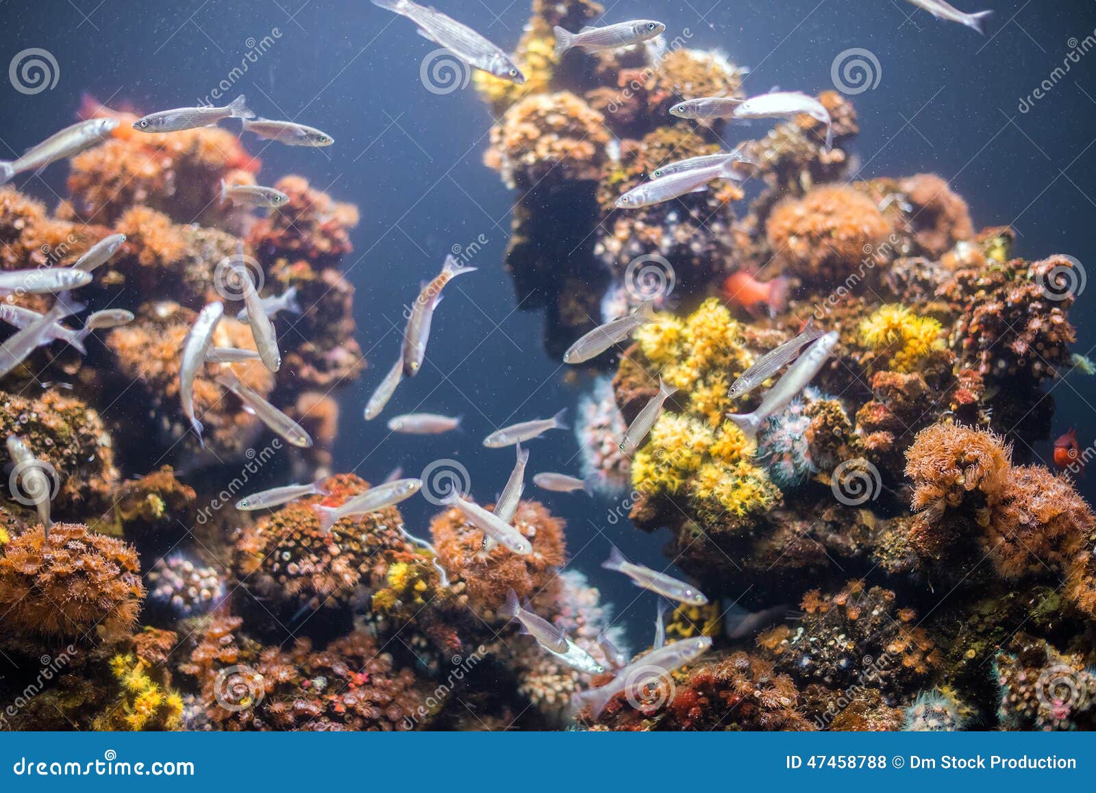 Plenty of fish. stock photo. Image of scene, marine, fish - 47458788