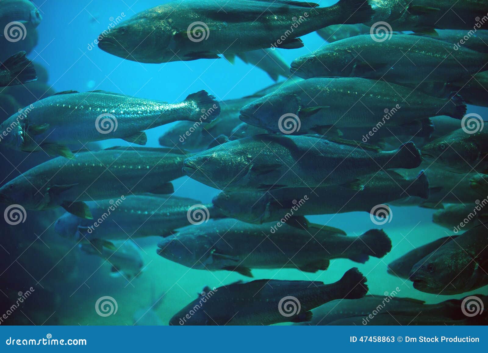 Plenty of fish. stock image. Image of group, clean, natural - 47458863