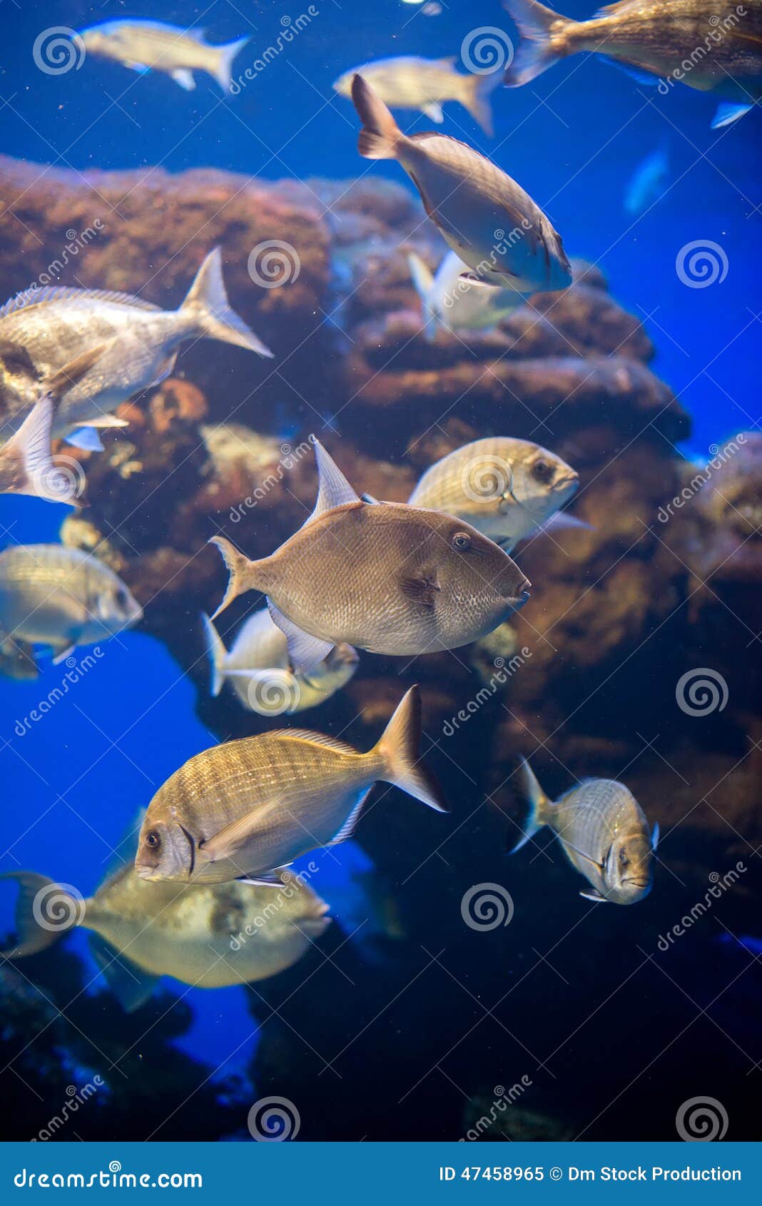 Plenty of fish. stock image. Image of nature, natural - 47458965