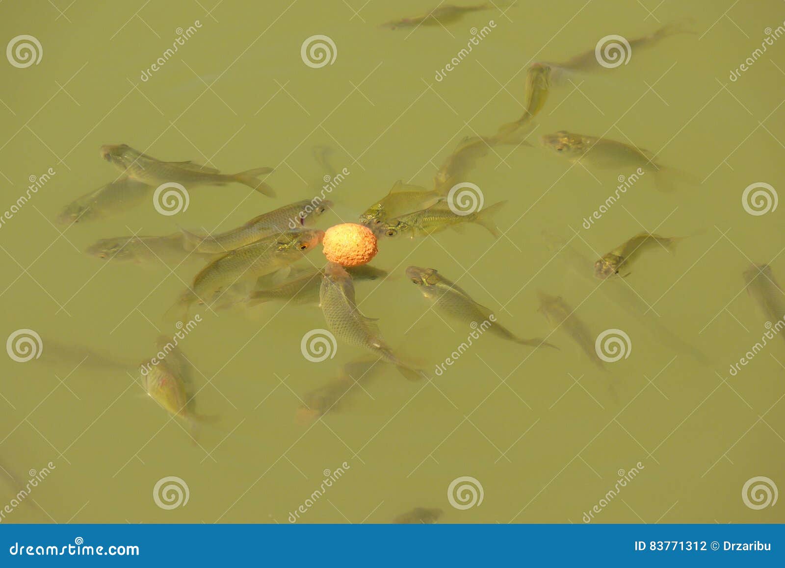 Plenty of fish stock photo. Image of bones, beach, aquariums - 83771312