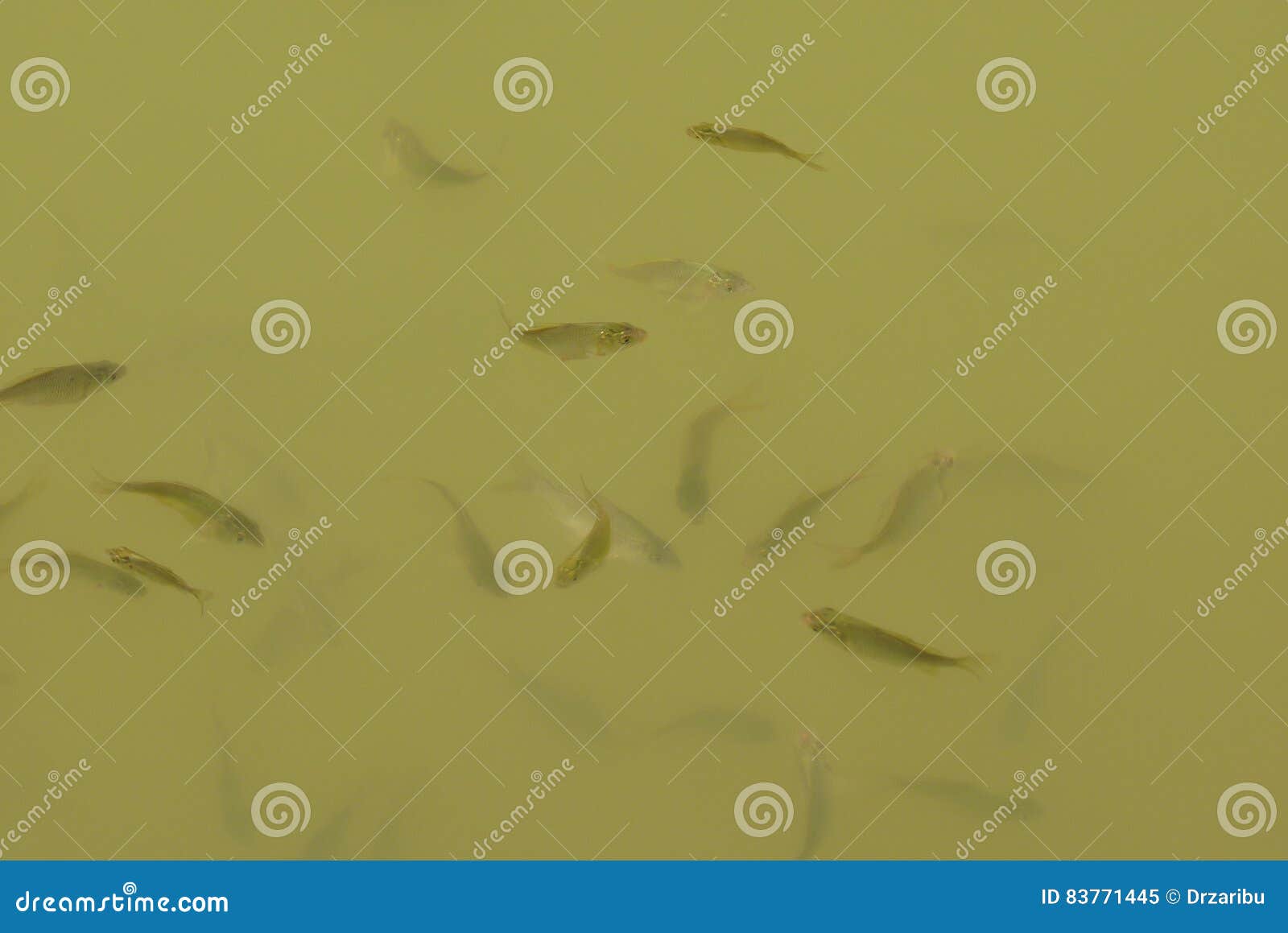 Plenty of fish stock image. Image of bone, food, form - 83771445