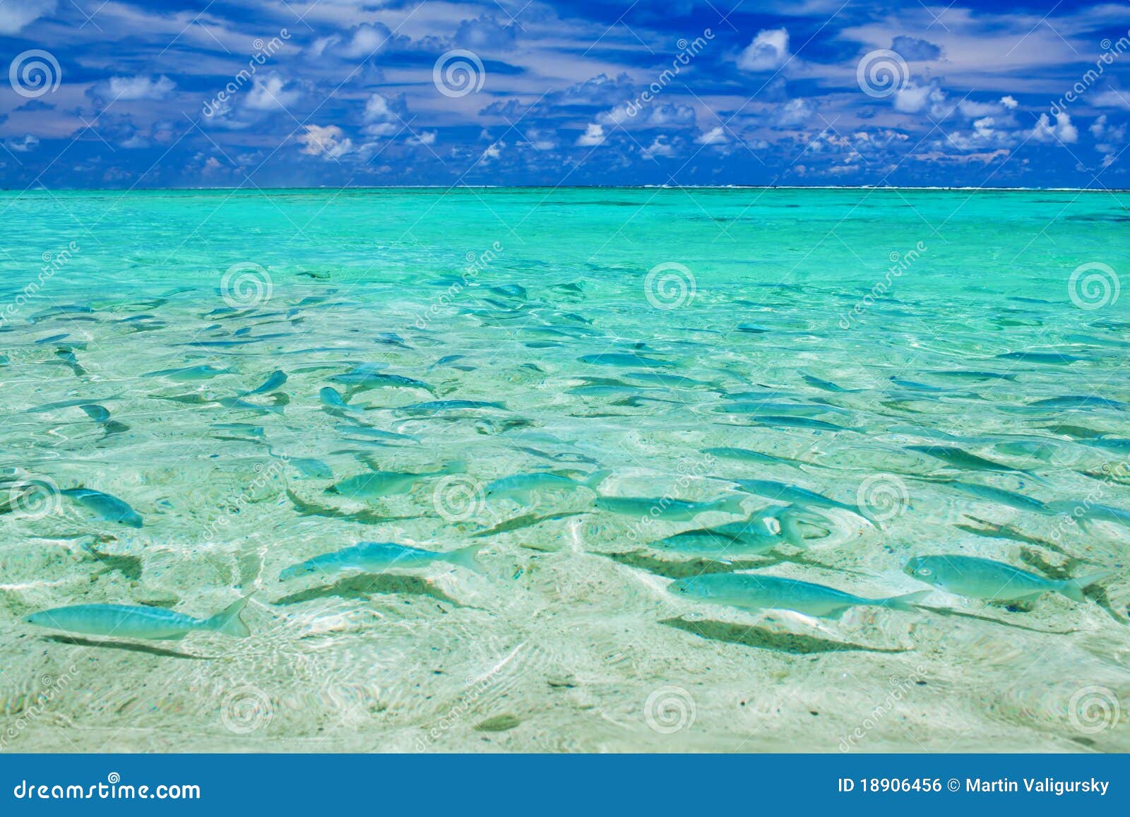 Tropical Beaches With Fish