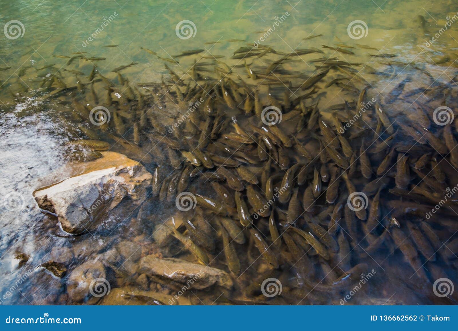 Plenty of Fish in the Stream that Flows from the Waterfall. Stock Photo ...