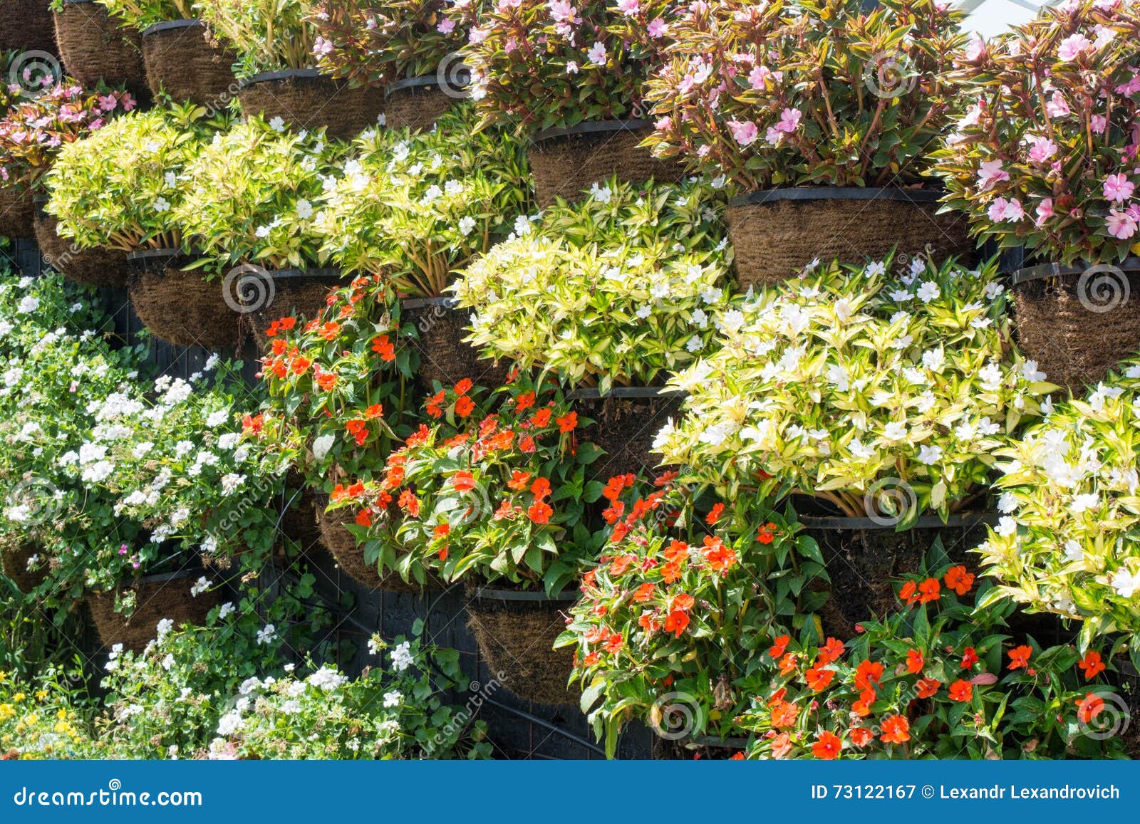 Plenty of Flowers in Flower Pots Standing in Lines Stock Image - Image ...