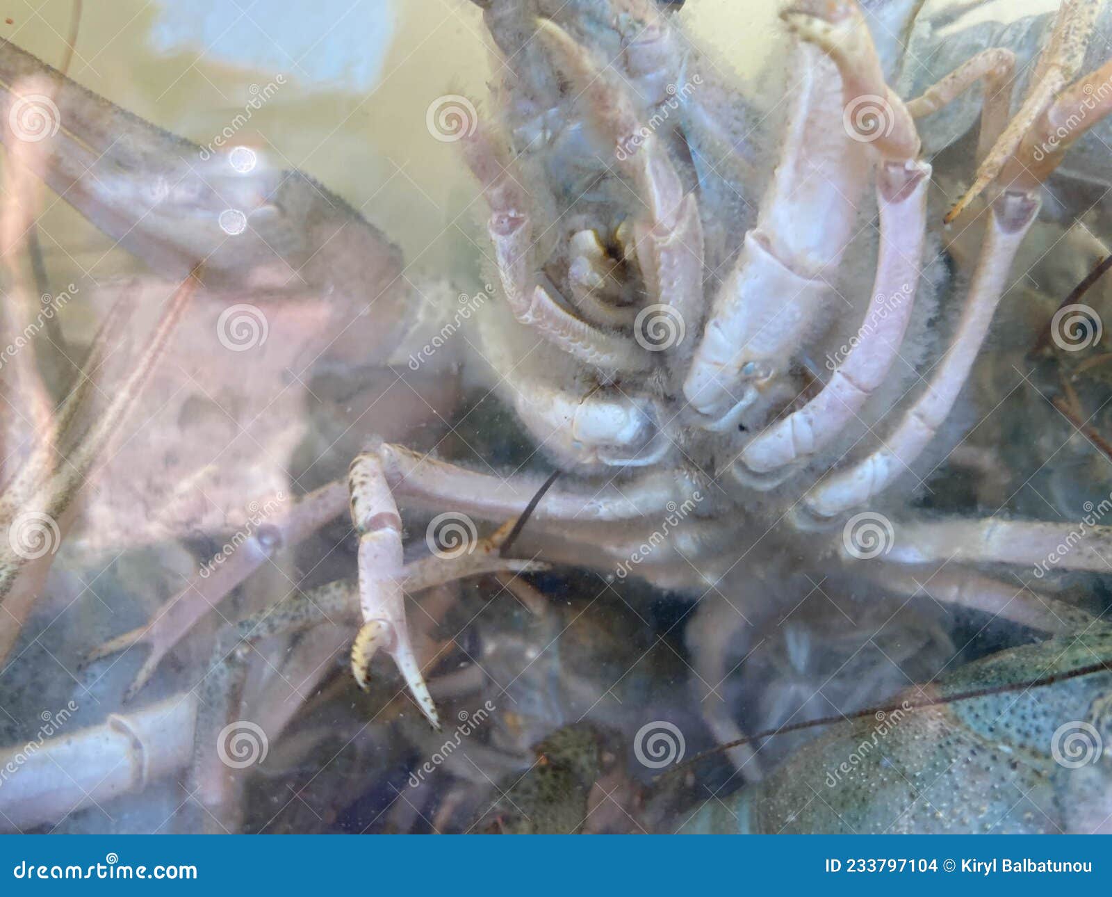 Plenty of Fresh Crayfish. Raw Crayfish are Plentiful. Crawfish, Closeup ...