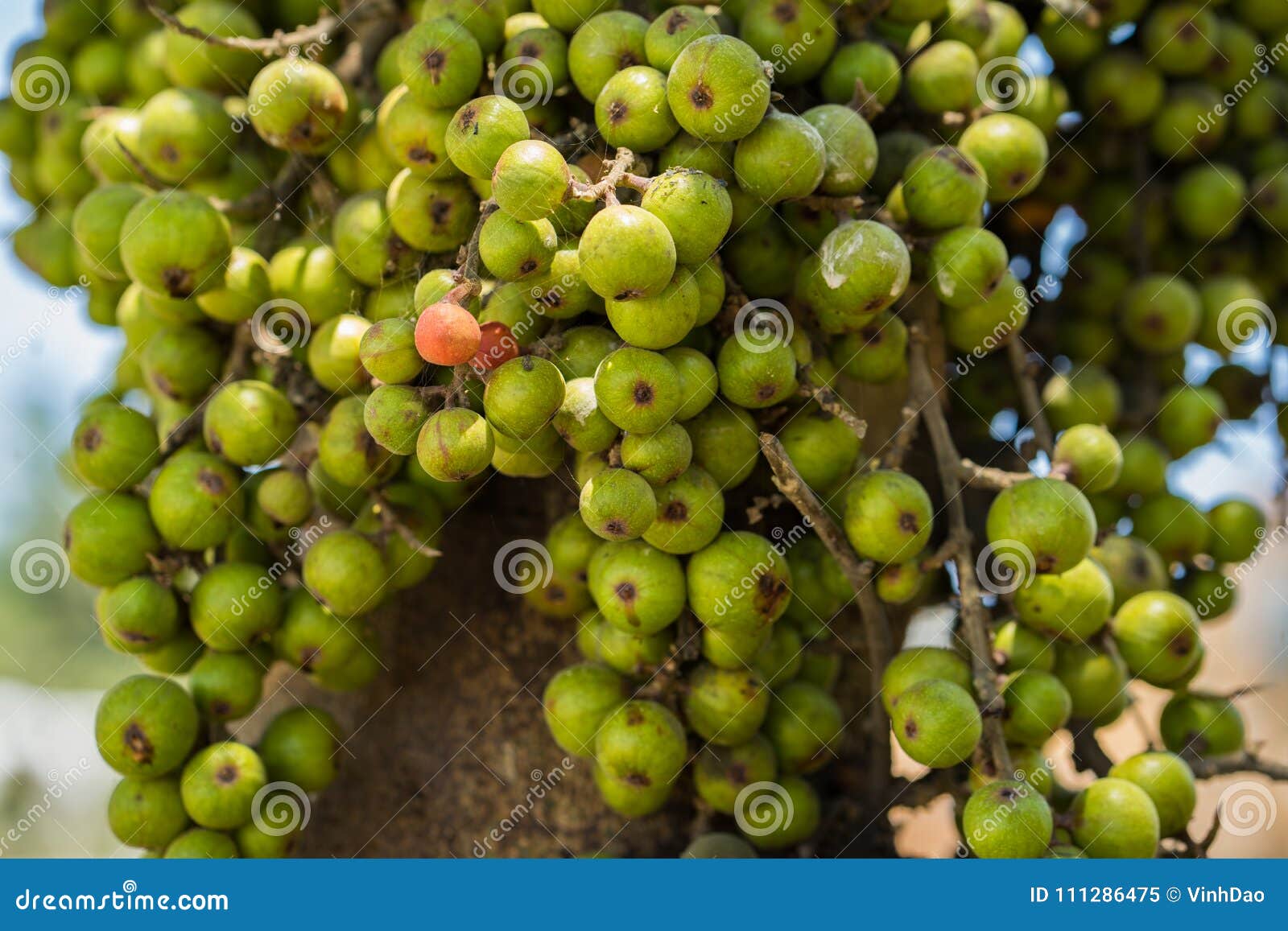 Plenty of Fresh Fig Fruit on Tree Stock Image - Image of rich, south ...