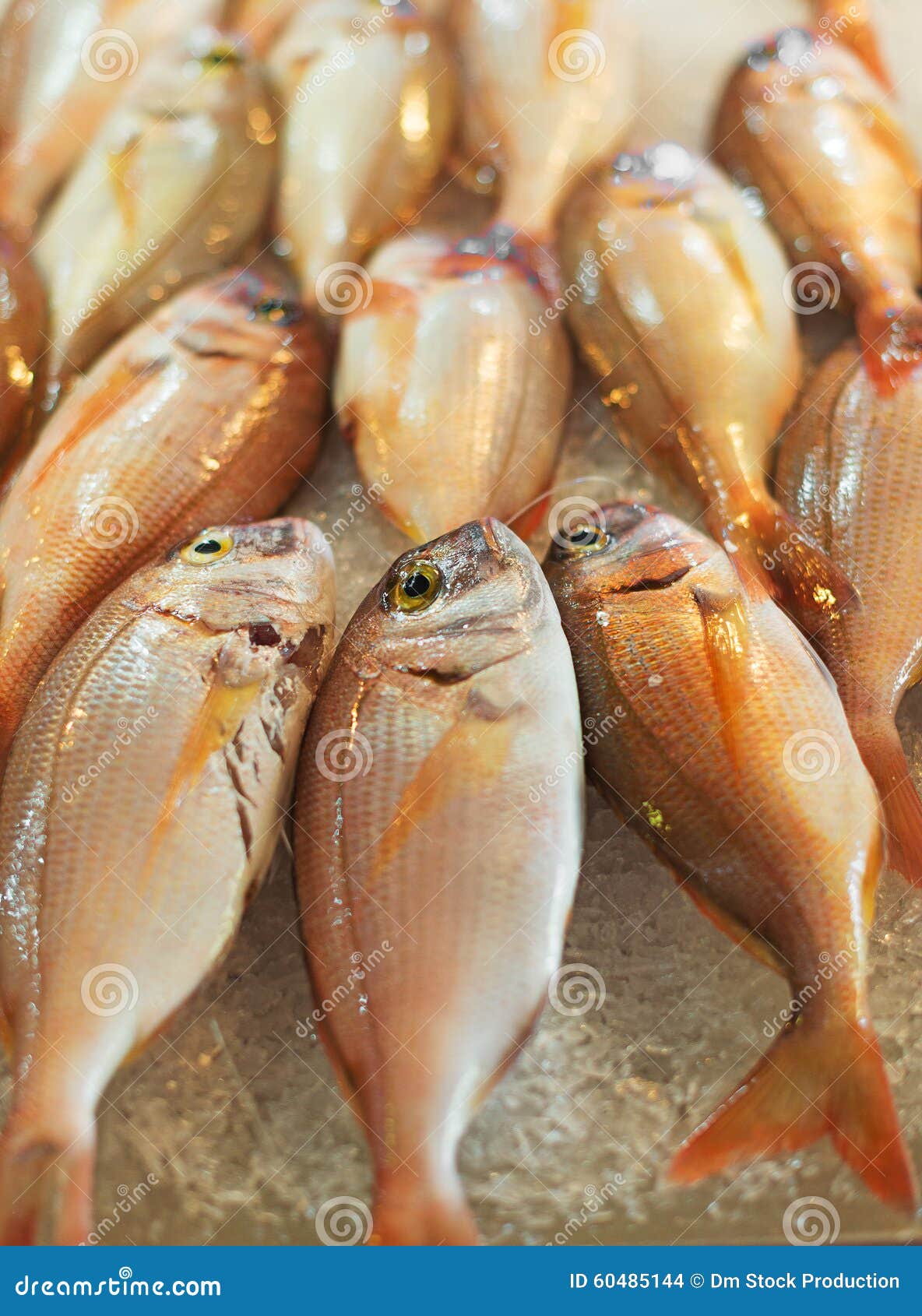 Plenty of Fresh Mediterranean Fish. Stock Photo - Image of nutrition ...