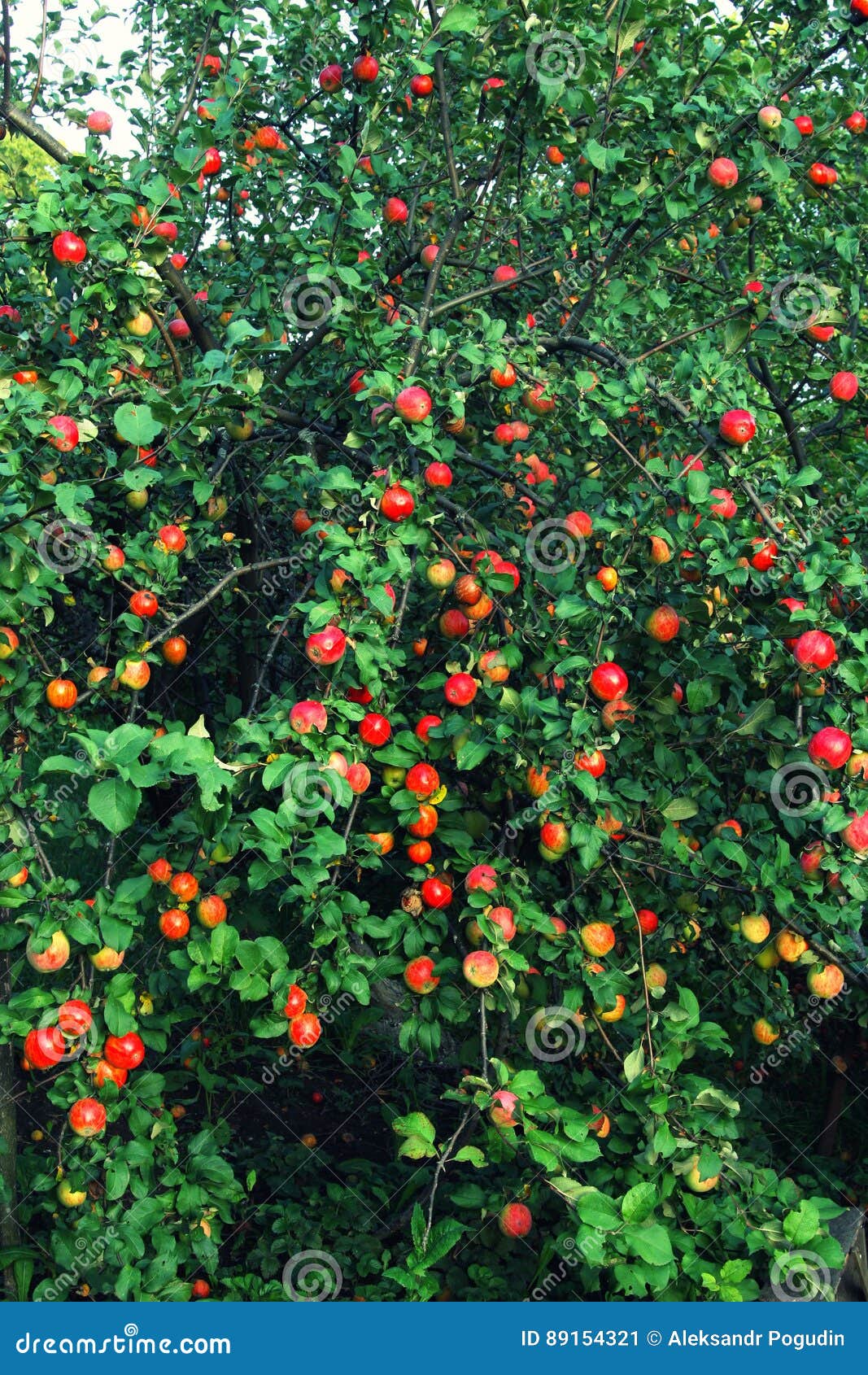 Plenty of Fruit on the Apple Tree at Full Frame Stock Image - Image of ...
