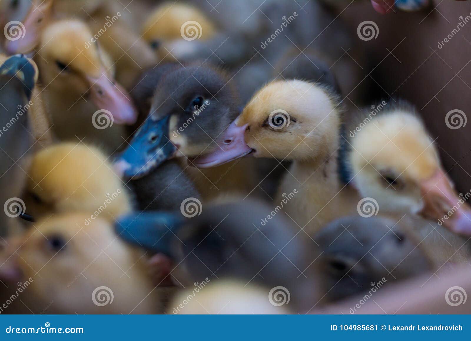 Baby Ducks Inside the Carton Box in Ukraine Stock Image - Image of ...