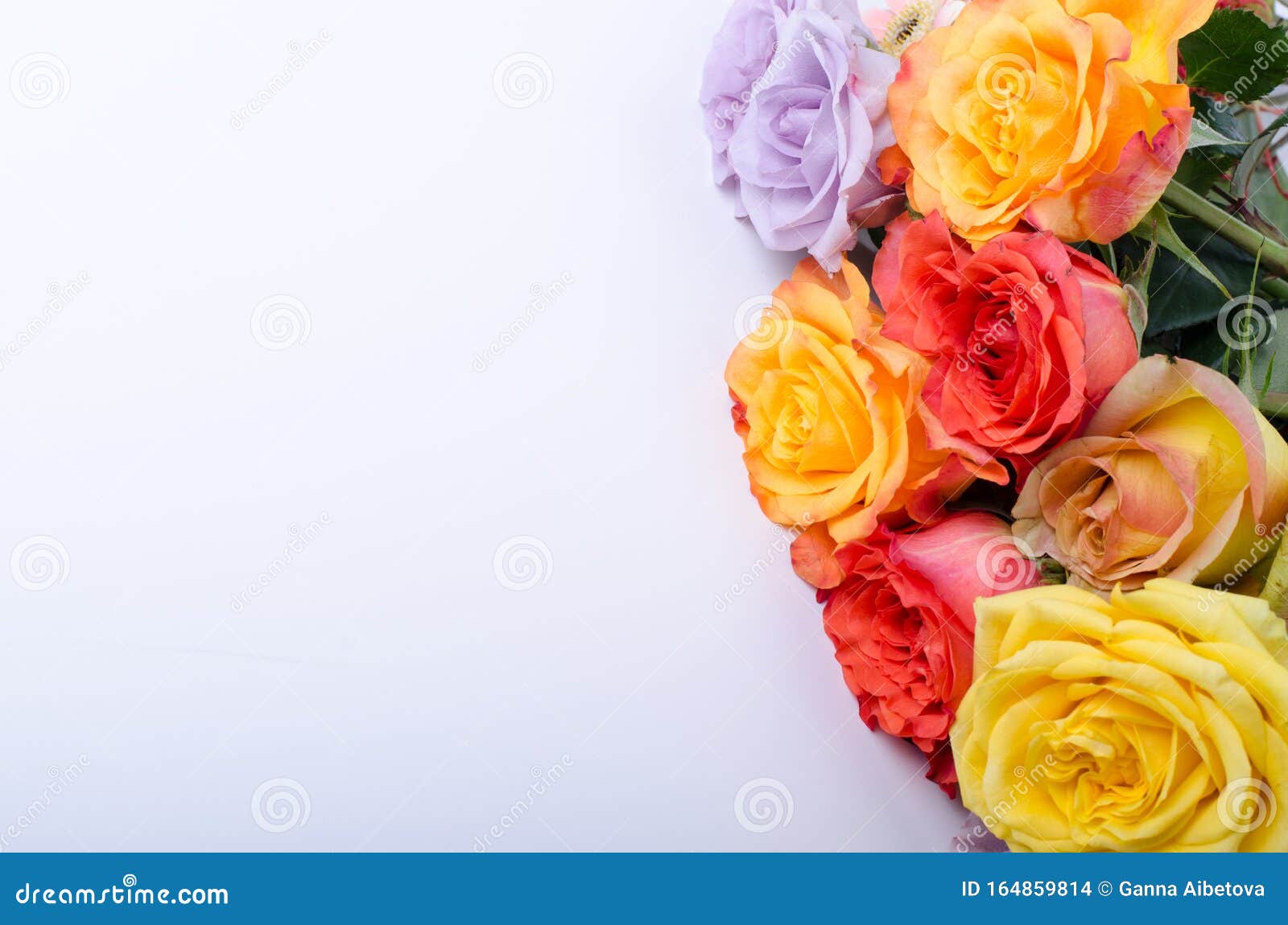 Plenty of Multi Colored Roses Copy Space Backdrop Stock Photo - Image ...