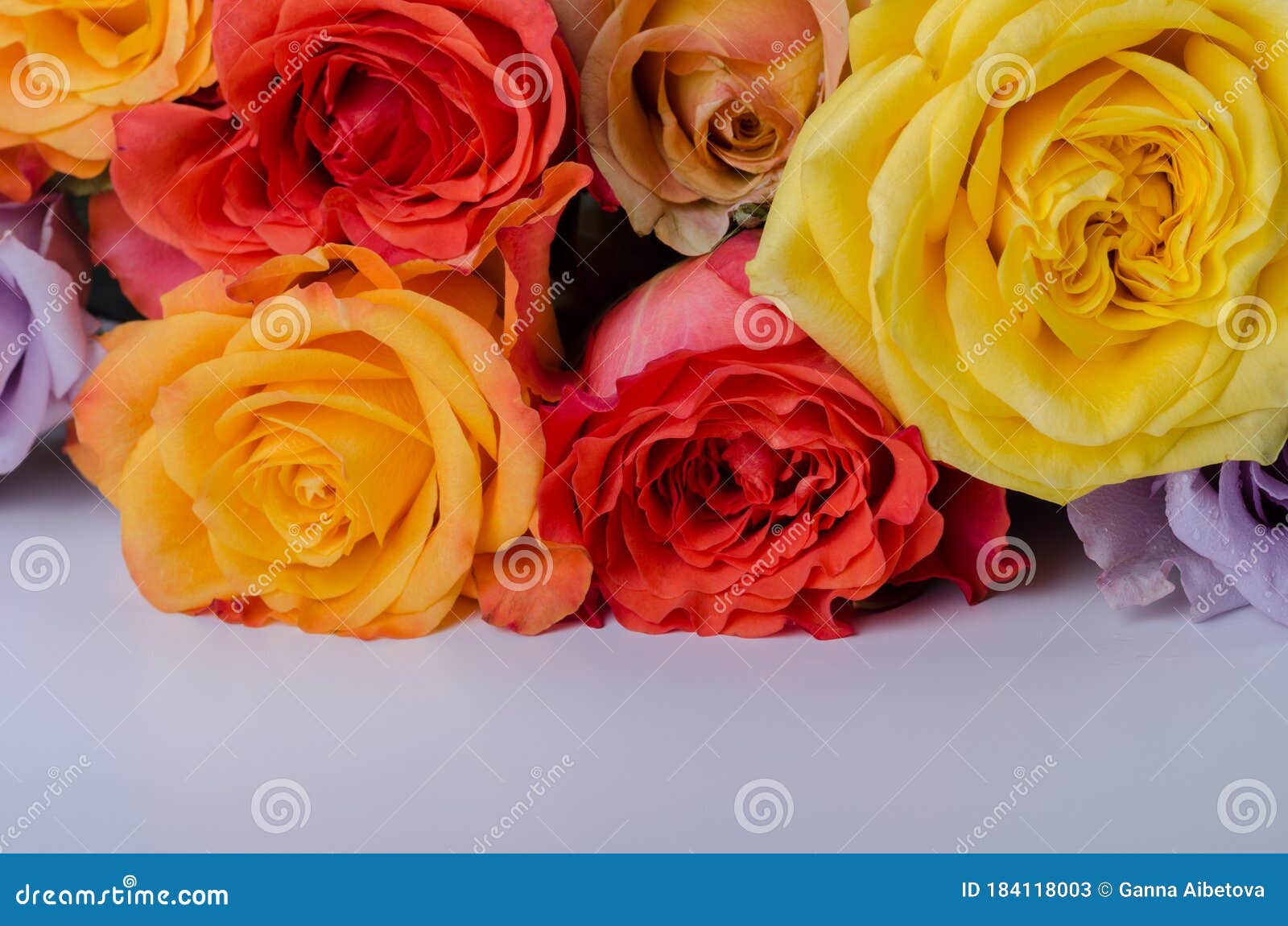 Plenty of Multi Colored Roses Copy Space Backdrop Stock Image - Image ...