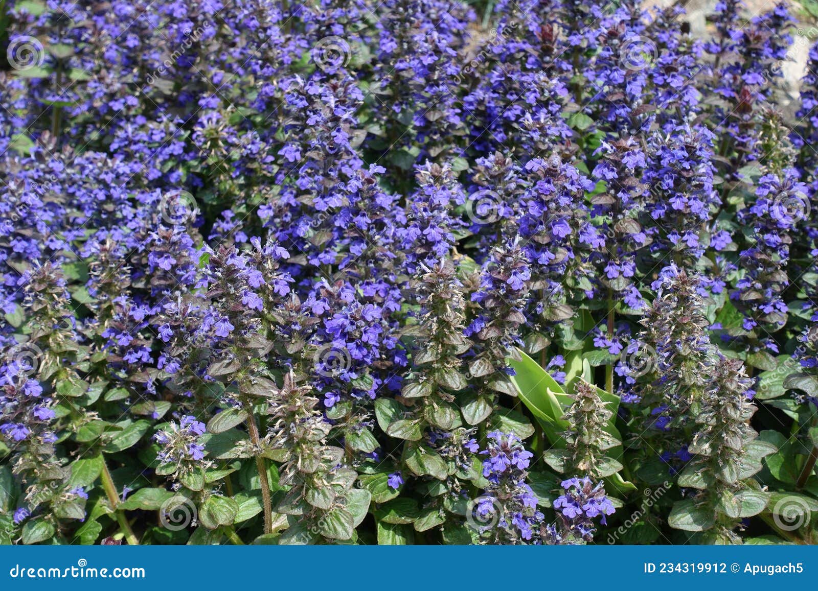 Plenty of Purple Flowers of Ajuga Reptans in May Stock Photo - Image of ...