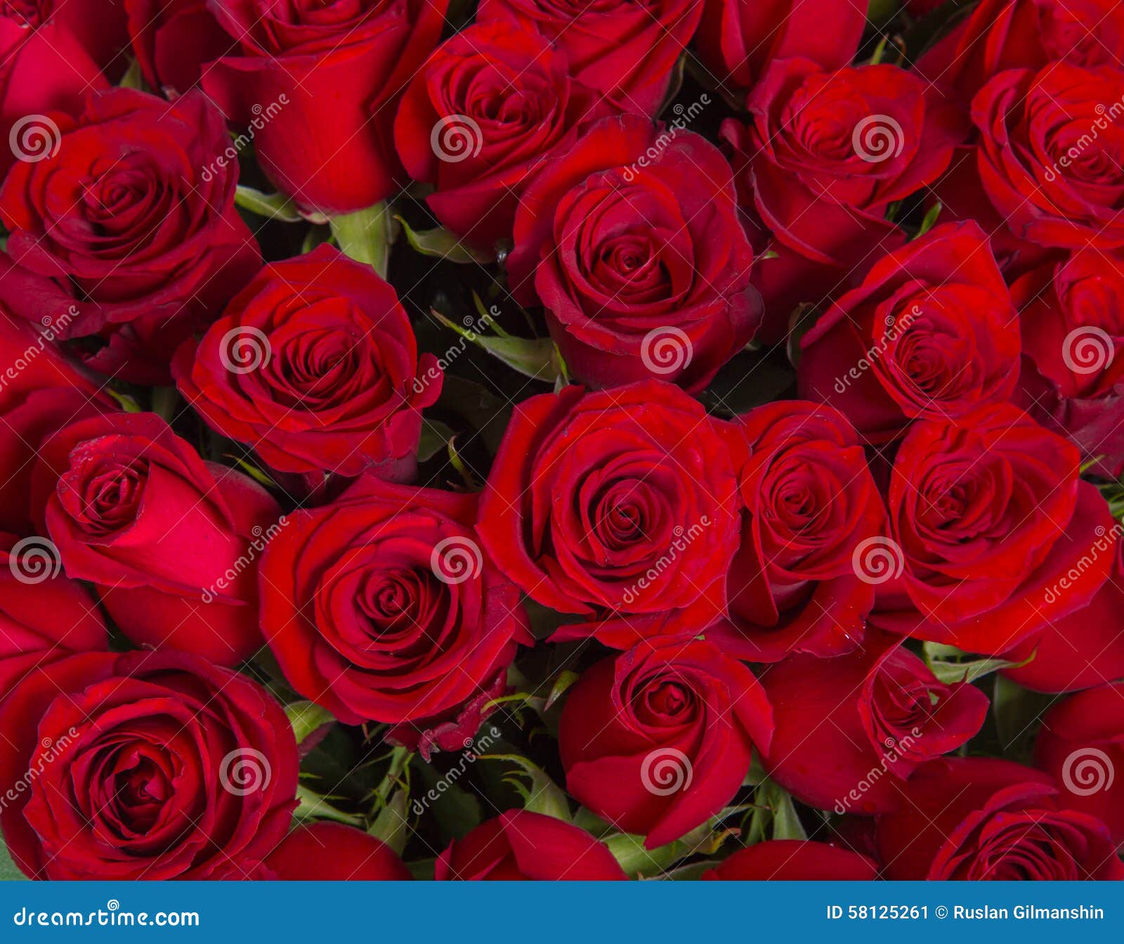 Plenty Red Natural Roses Background Stock Image - Image of bunch ...