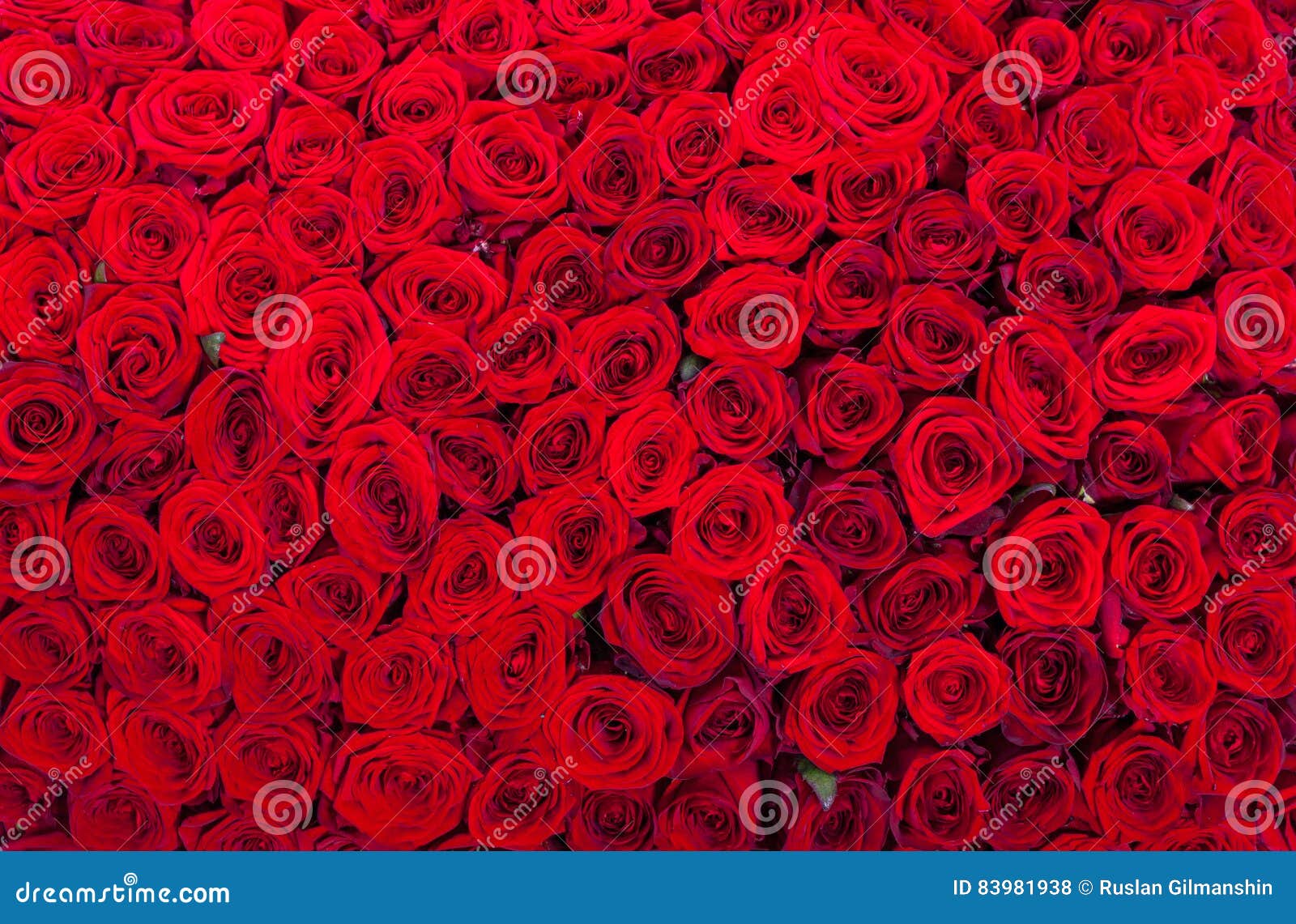 Plenty Red Natural Roses Seamless Background Stock Photo - Image of ...