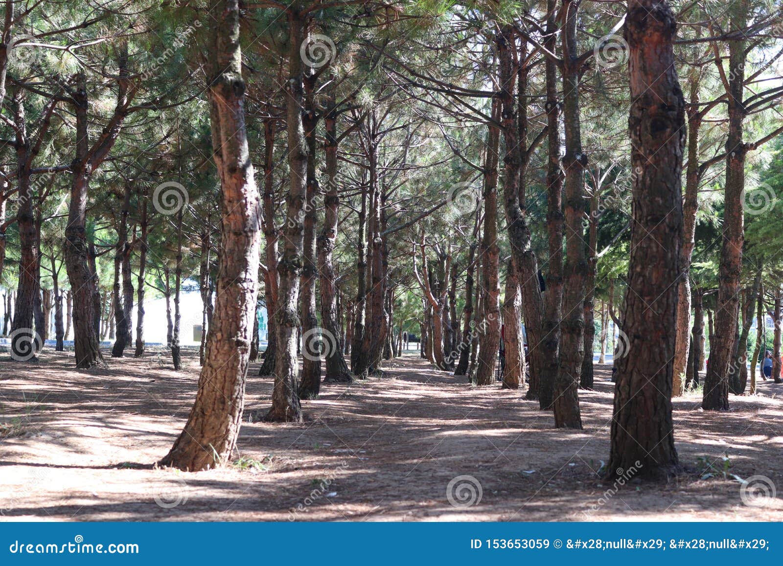Plenty of Trees and Fresh Air Stock Image - Image of large, panoramic ...