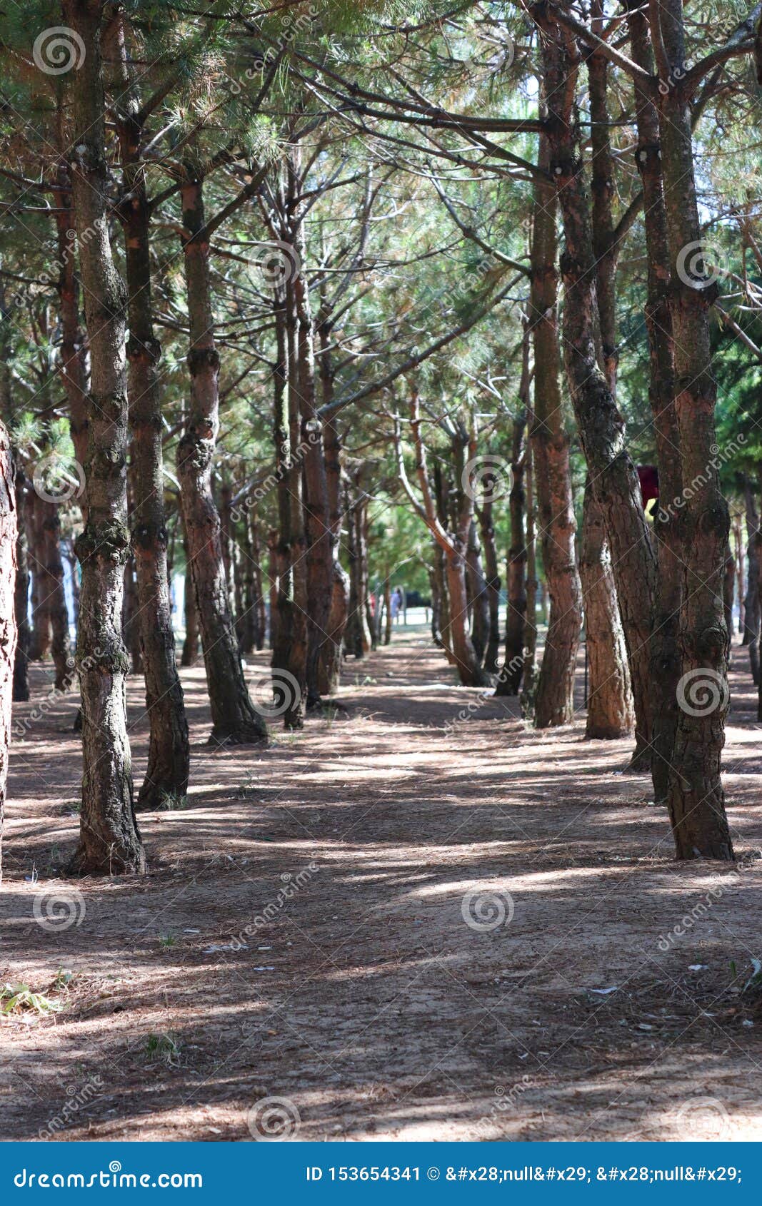 Plenty of Trees and Fresh Air Stock Image - Image of forrest, area ...