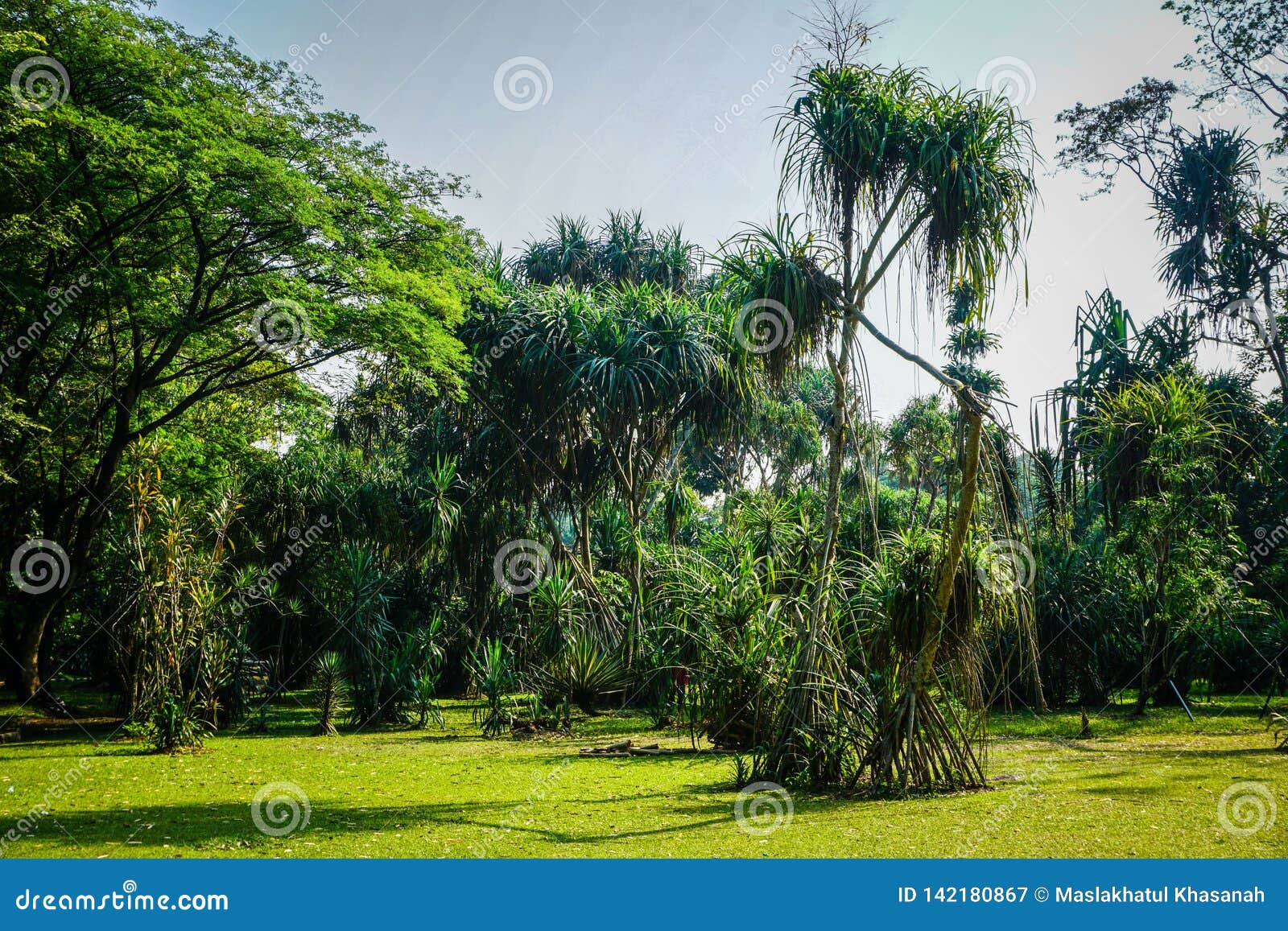 Pleomele Agave Tree Exotic Tree from Rainforest in Bogor Indonesia ...