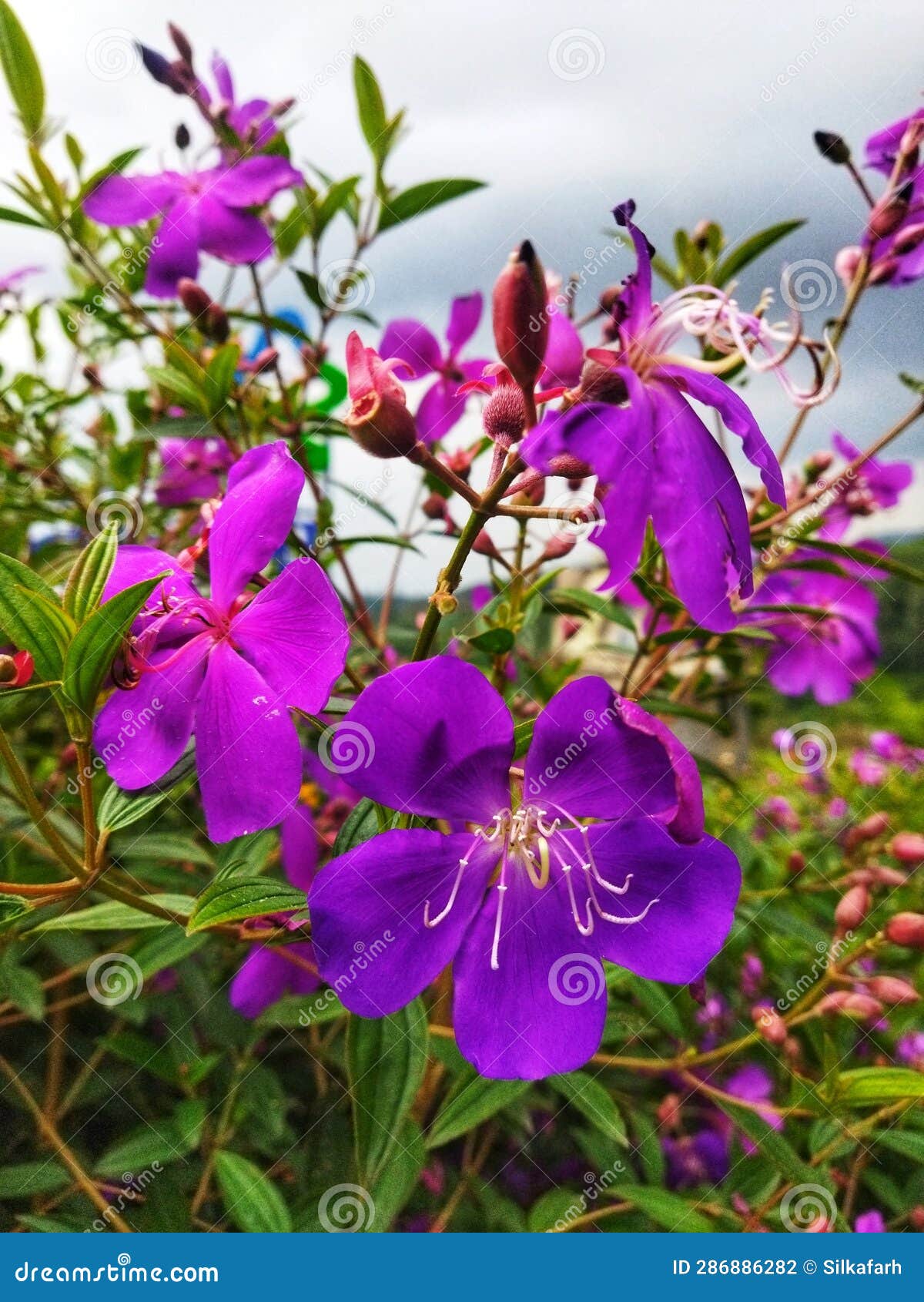 Pleroma Semidecandrum Flower at the Foot of Mount Bromo Stock Photo ...