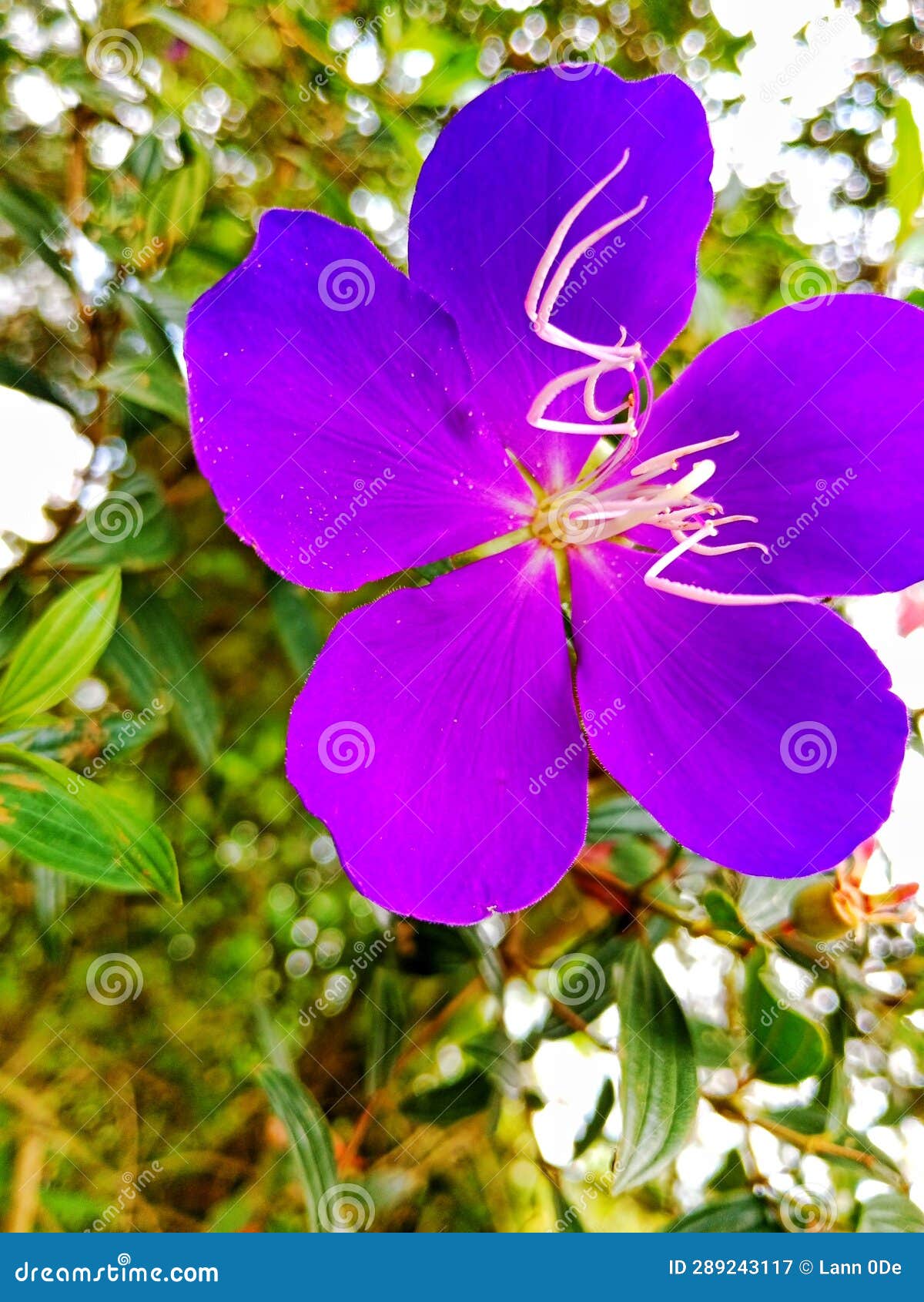 Pleroma semidecandrum stock image. Image of pleroma - 289243117