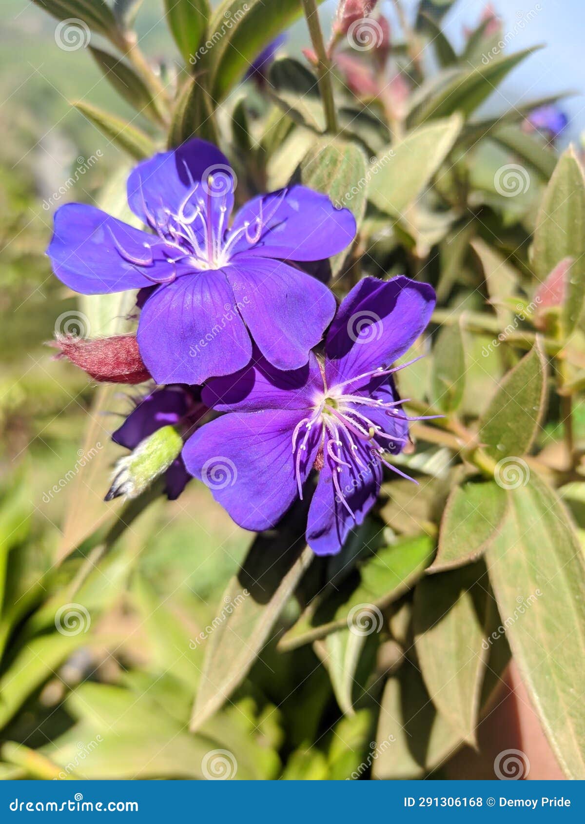 Pleroma urvilleanum stock photo. Image of purple, blossom - 291306168