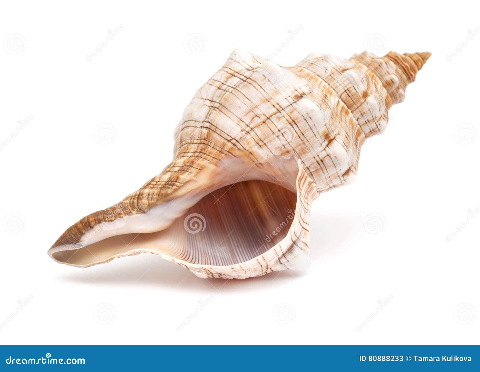 Pleuroploca Trapezium, Trapezium Horse Conch Stock Image ...