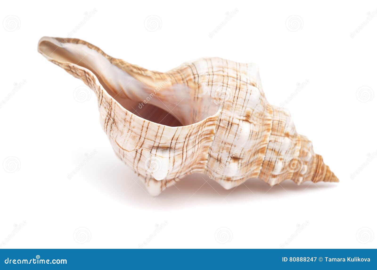 Pleuroploca Trapezium, Trapezium Horse Conch Stock Image ...