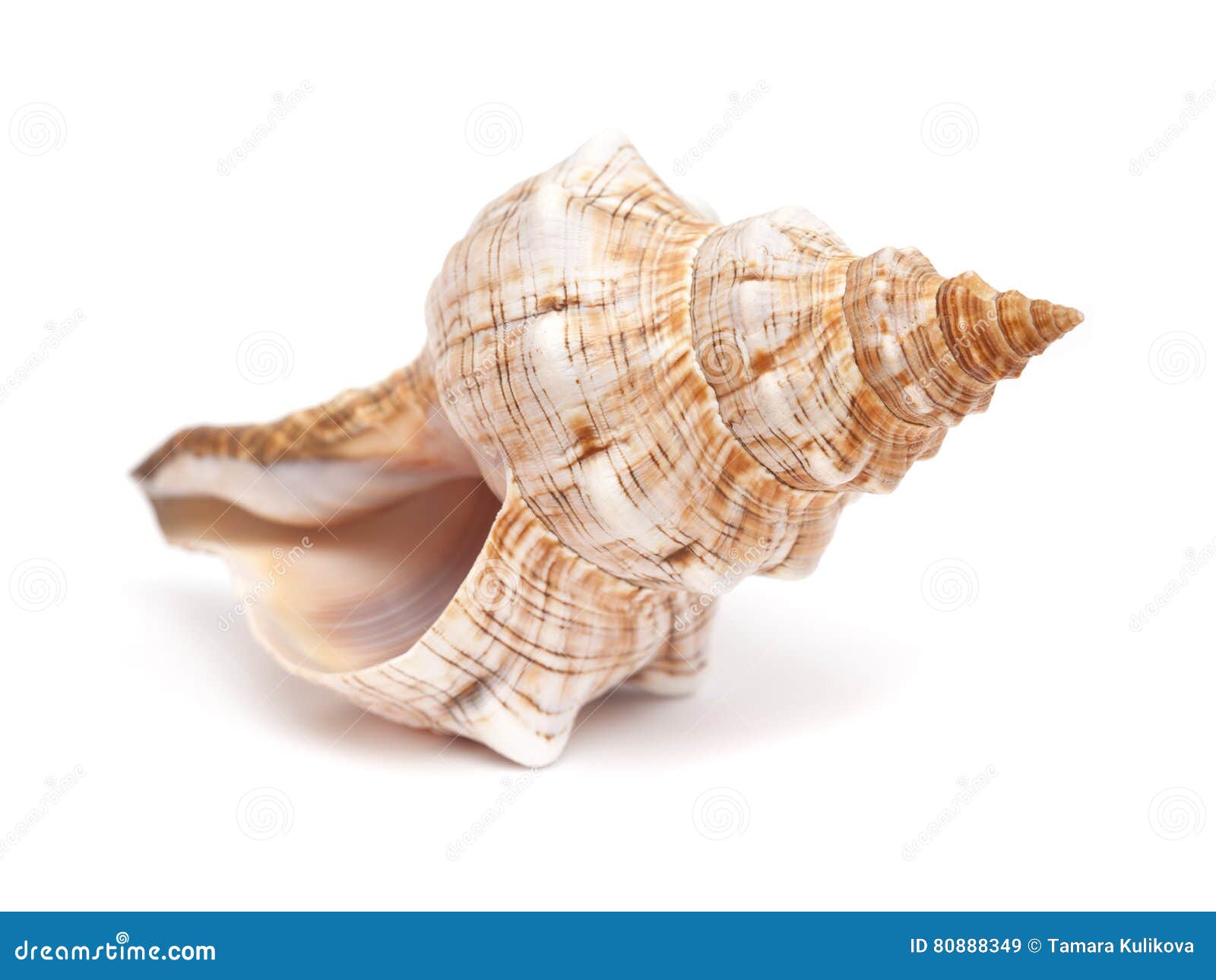Pleuroploca Trapezium, Trapezium Horse Conch Stock Image - Image of ...