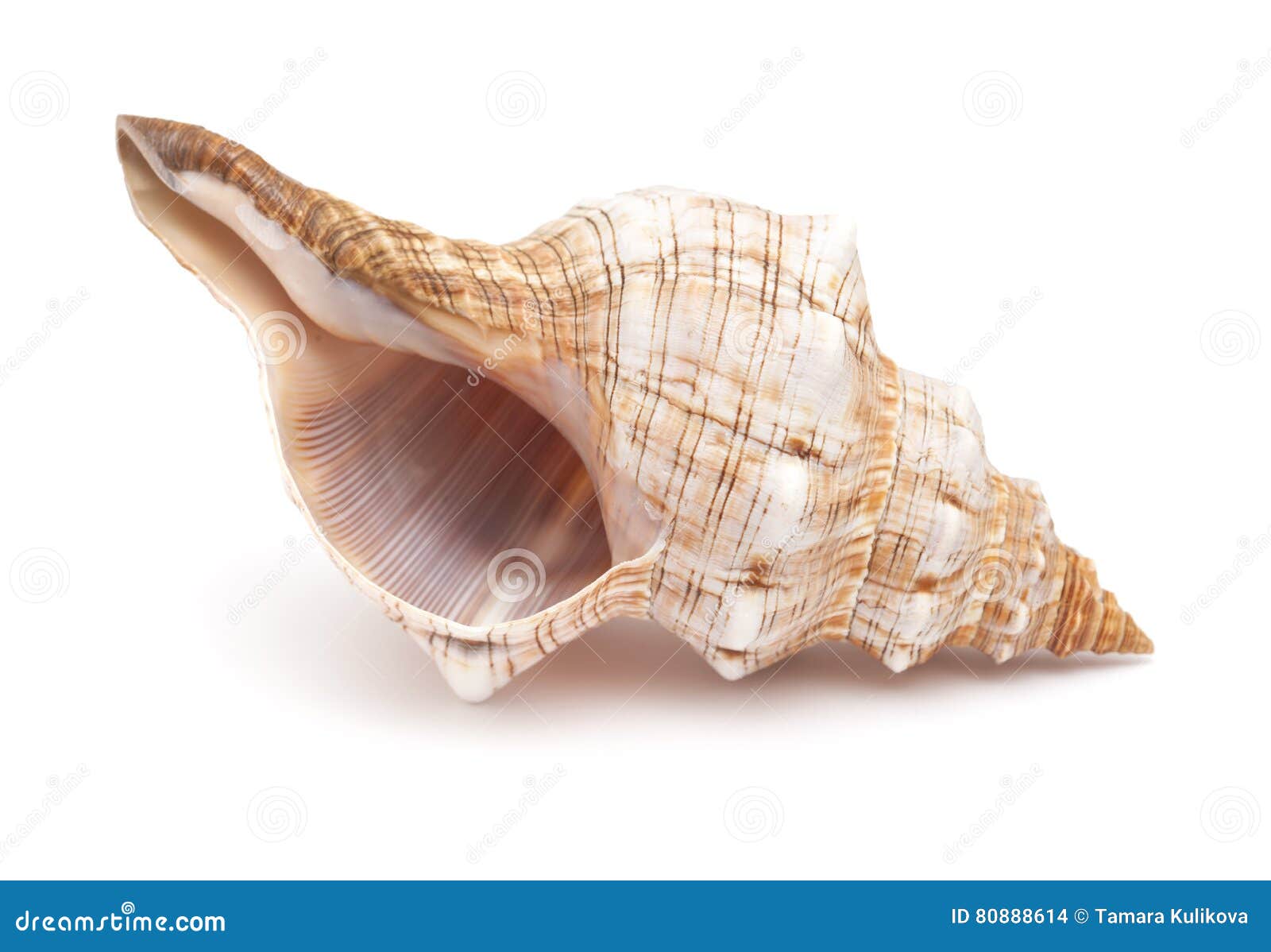 Pleuroploca Trapezium, Trapezium Horse Conch Stock Image ...