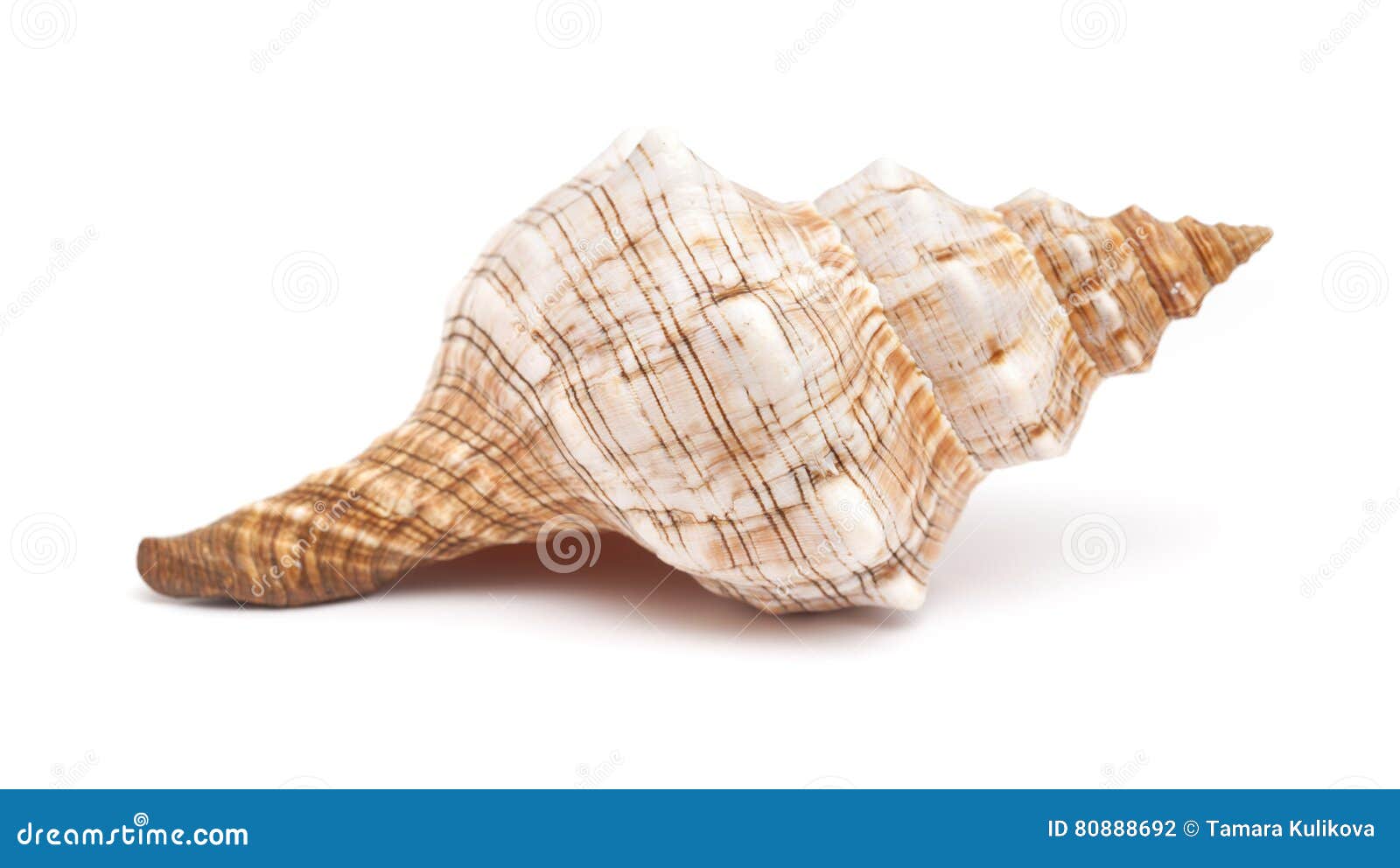 Pleuroploca Trapezium, Trapezium Horse Conch Stock Image ...