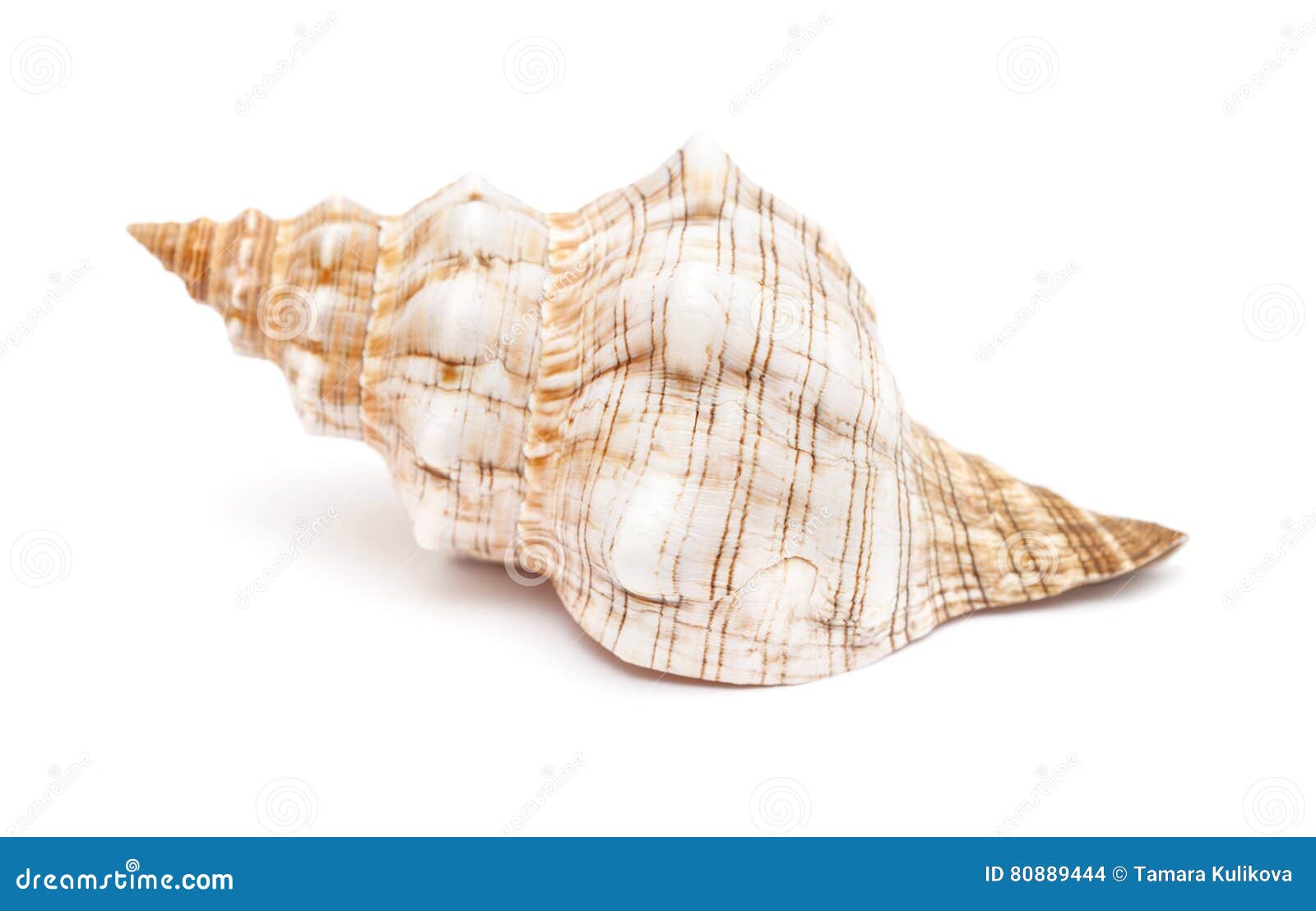 Pleuroploca Trapezium, Trapezium Horse Conch Stock Image ...