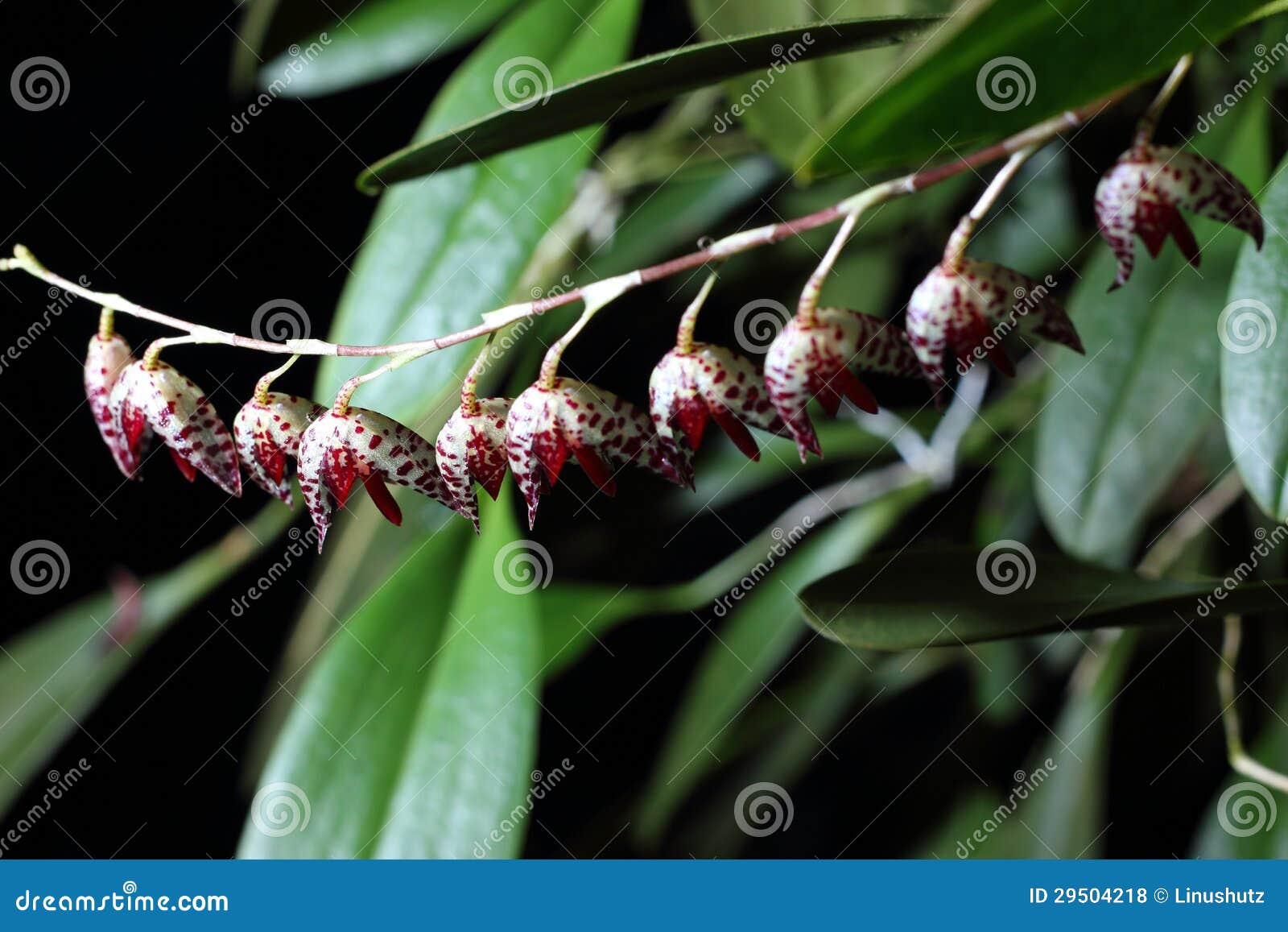 Pleurothallis restrepiodes stock photo. Image of environment - 29504218