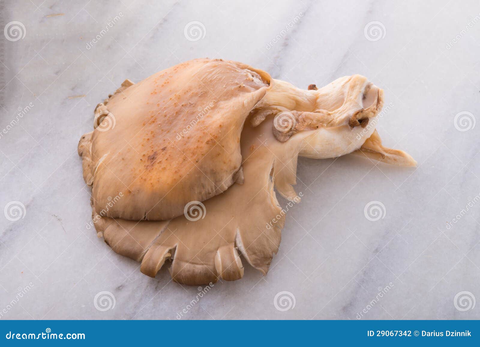 Pleurotus stock photo. Image of background, closeup, lovastatin - 29067342